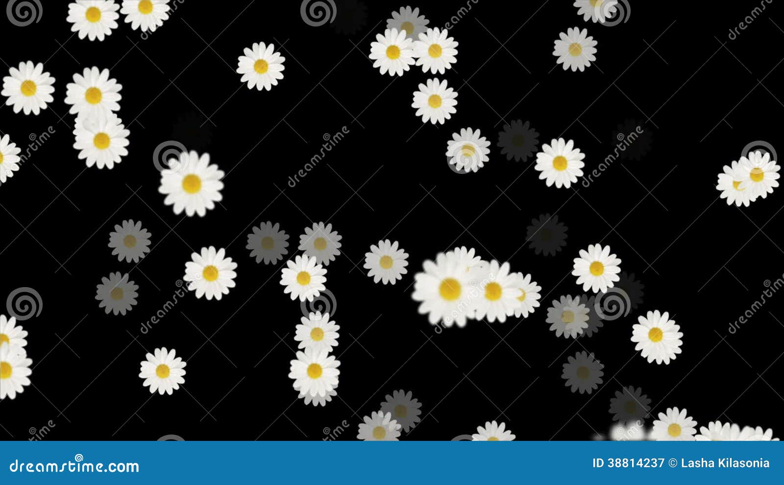 Daisy Flower Animation stock video. Video of white, daisy - 38814237