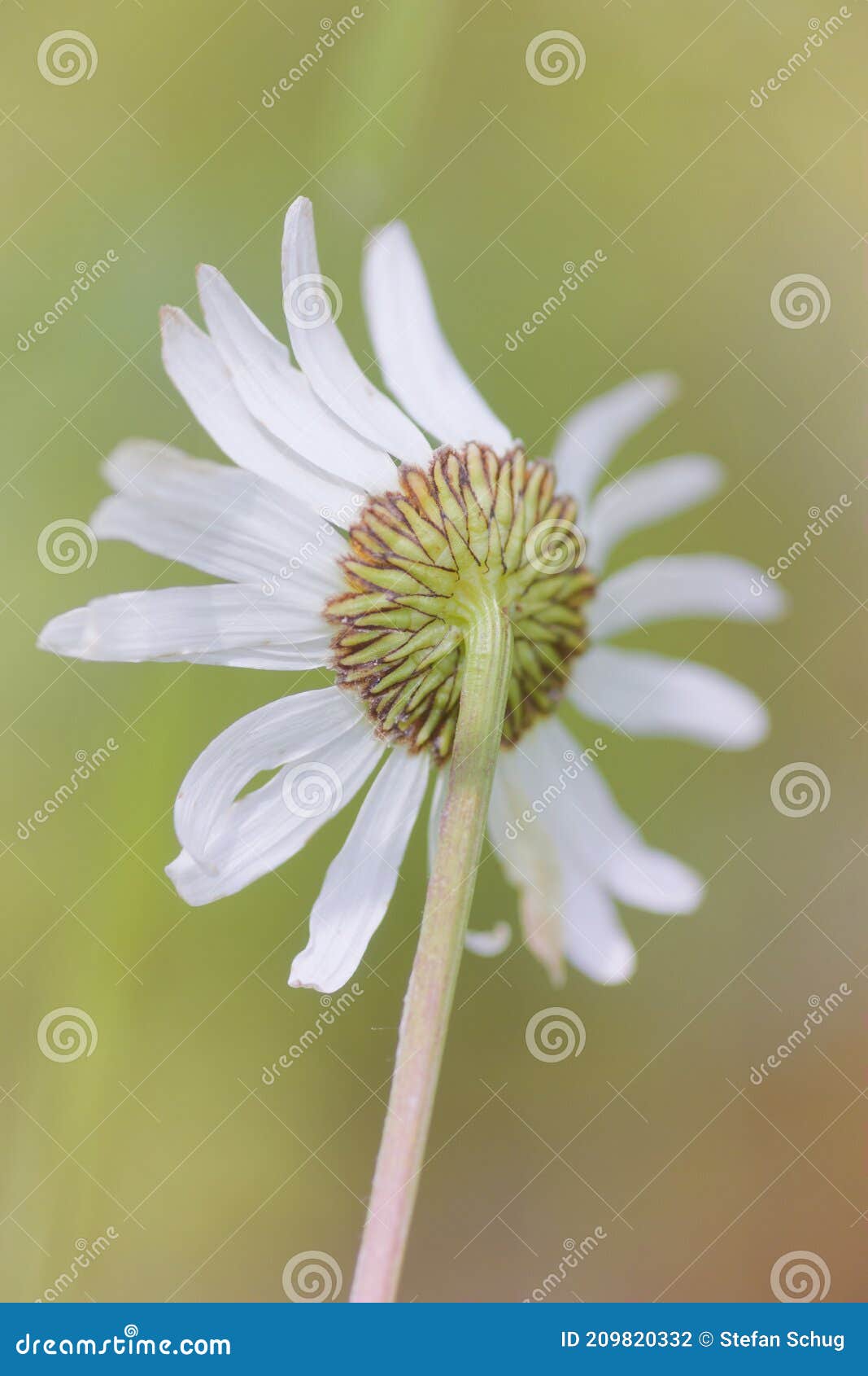 And Structure Petals Sepalflower
