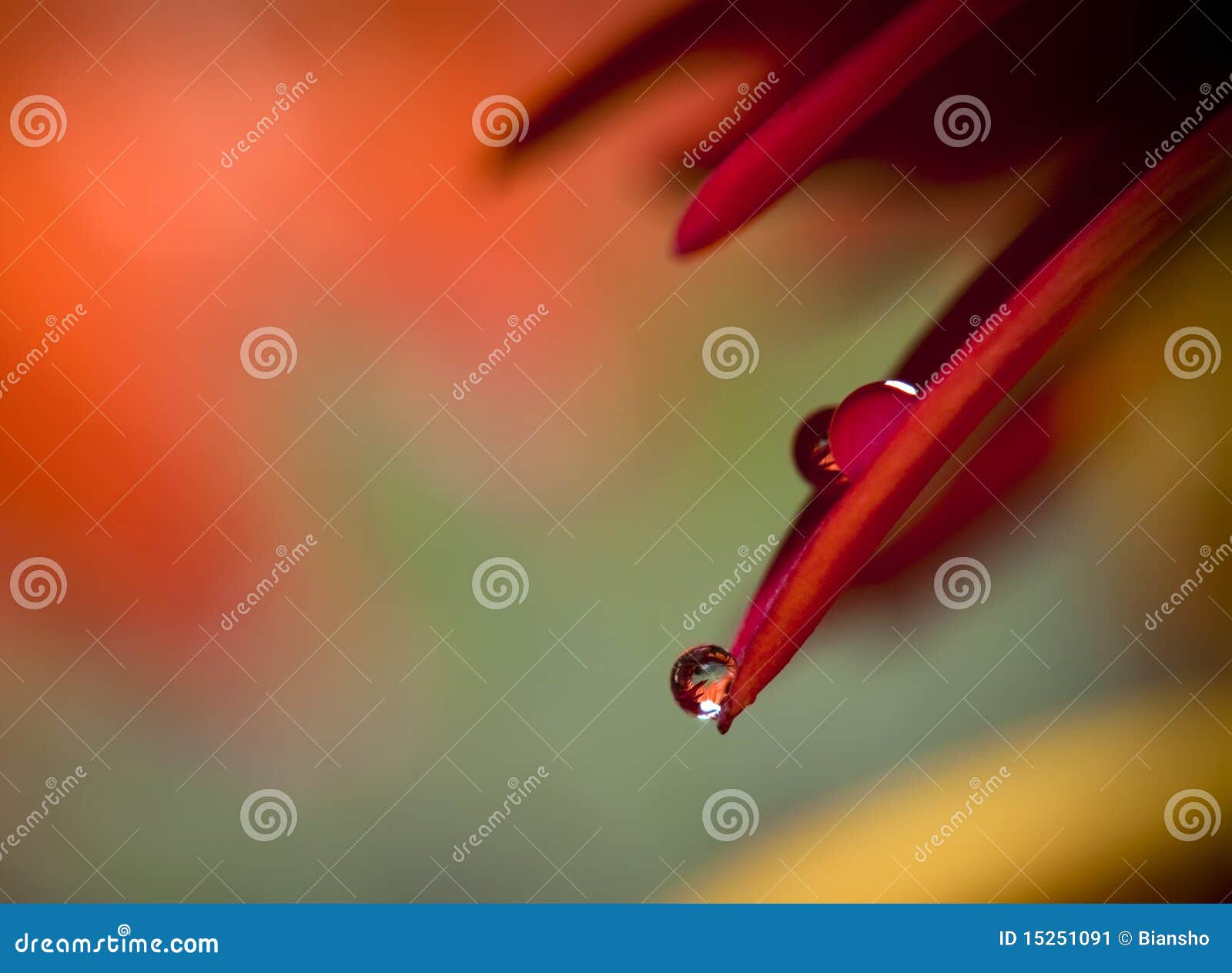 Daisy Flower with Beautiful Drops Stock Image - Image of orange, lily ...
