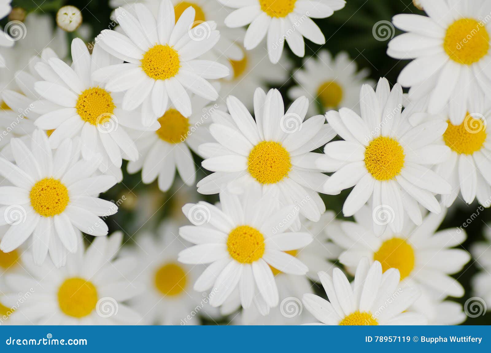 Daisy flower stock image. Image of fresh, nature, natural - 78957119