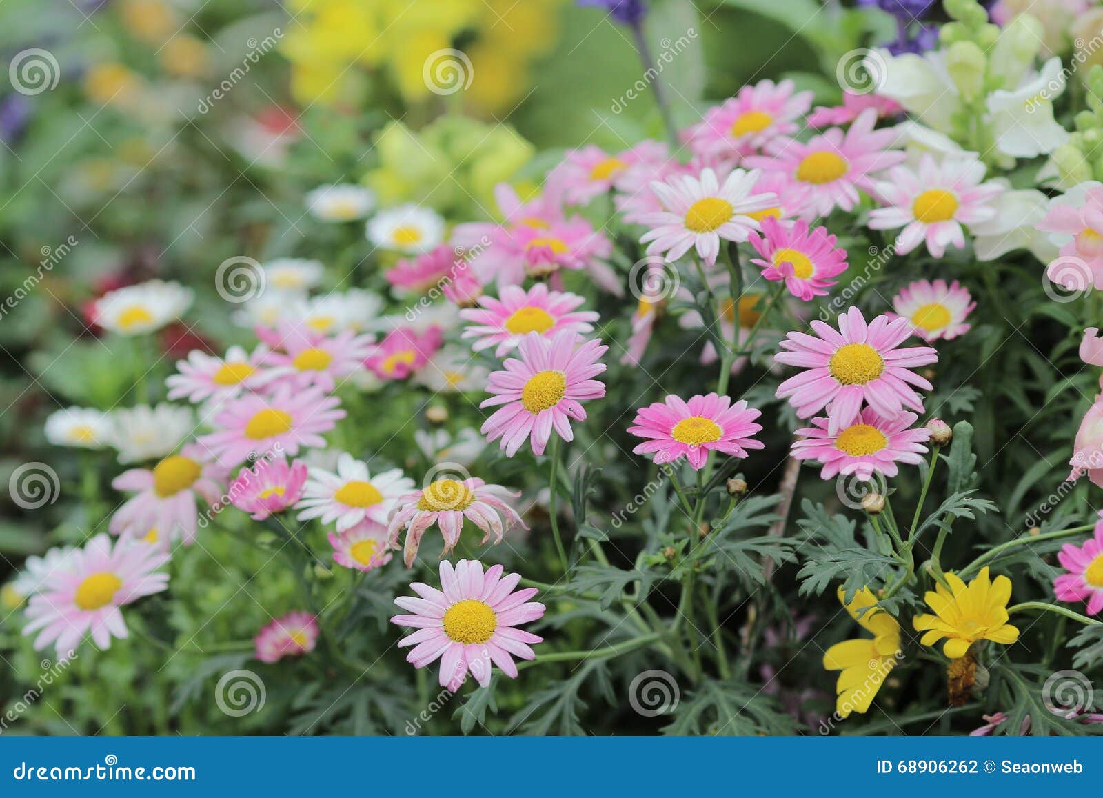 Daisy flower bed at nature stock photo. Image of holiday - 68906262