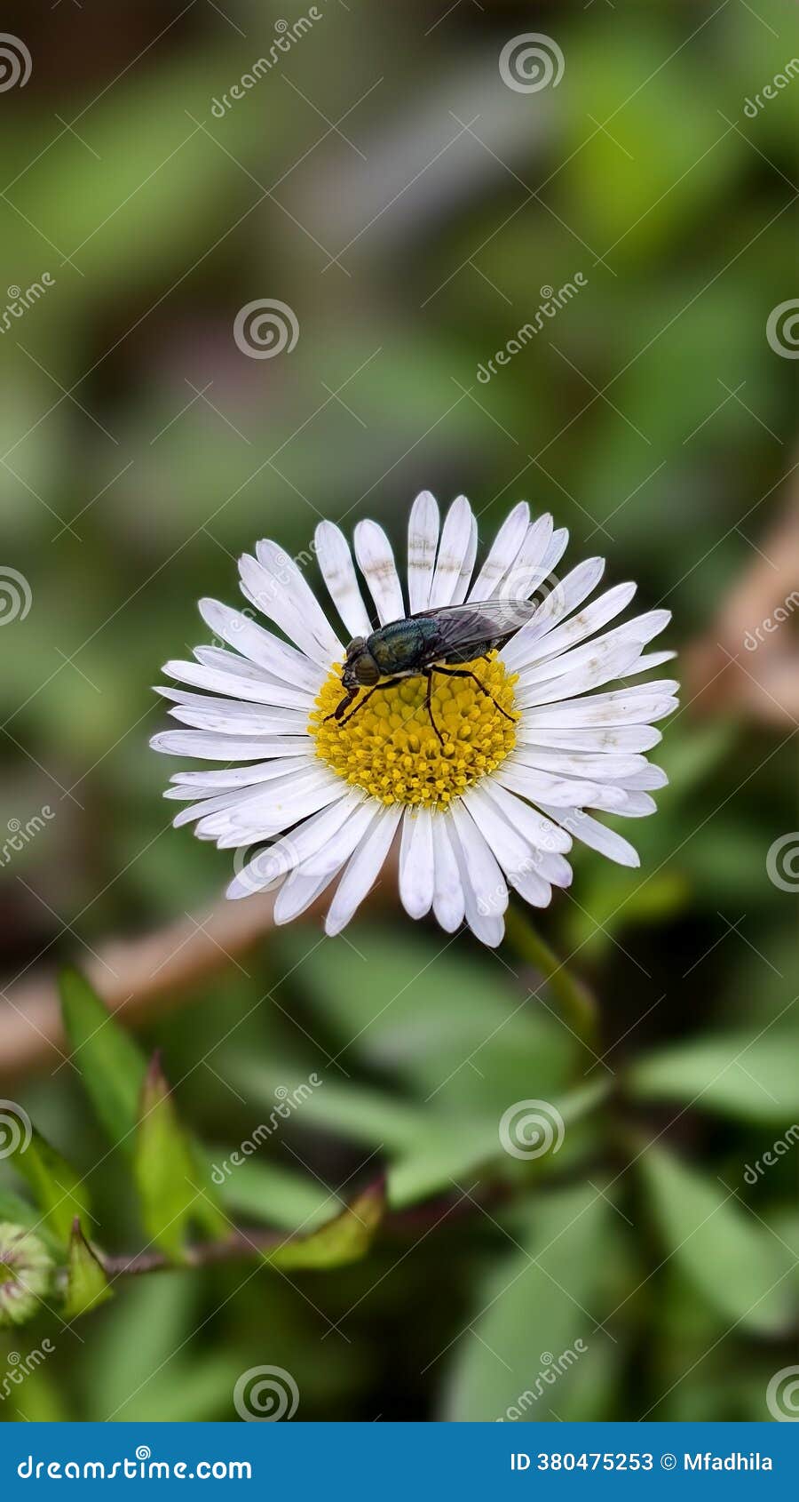 Flower Being Step On Royalty-Free Stock Image | CartoonDealer.com #42495604