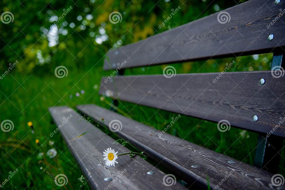 Daisy Flower with Bench in the Park Stock Image - Image of park ...