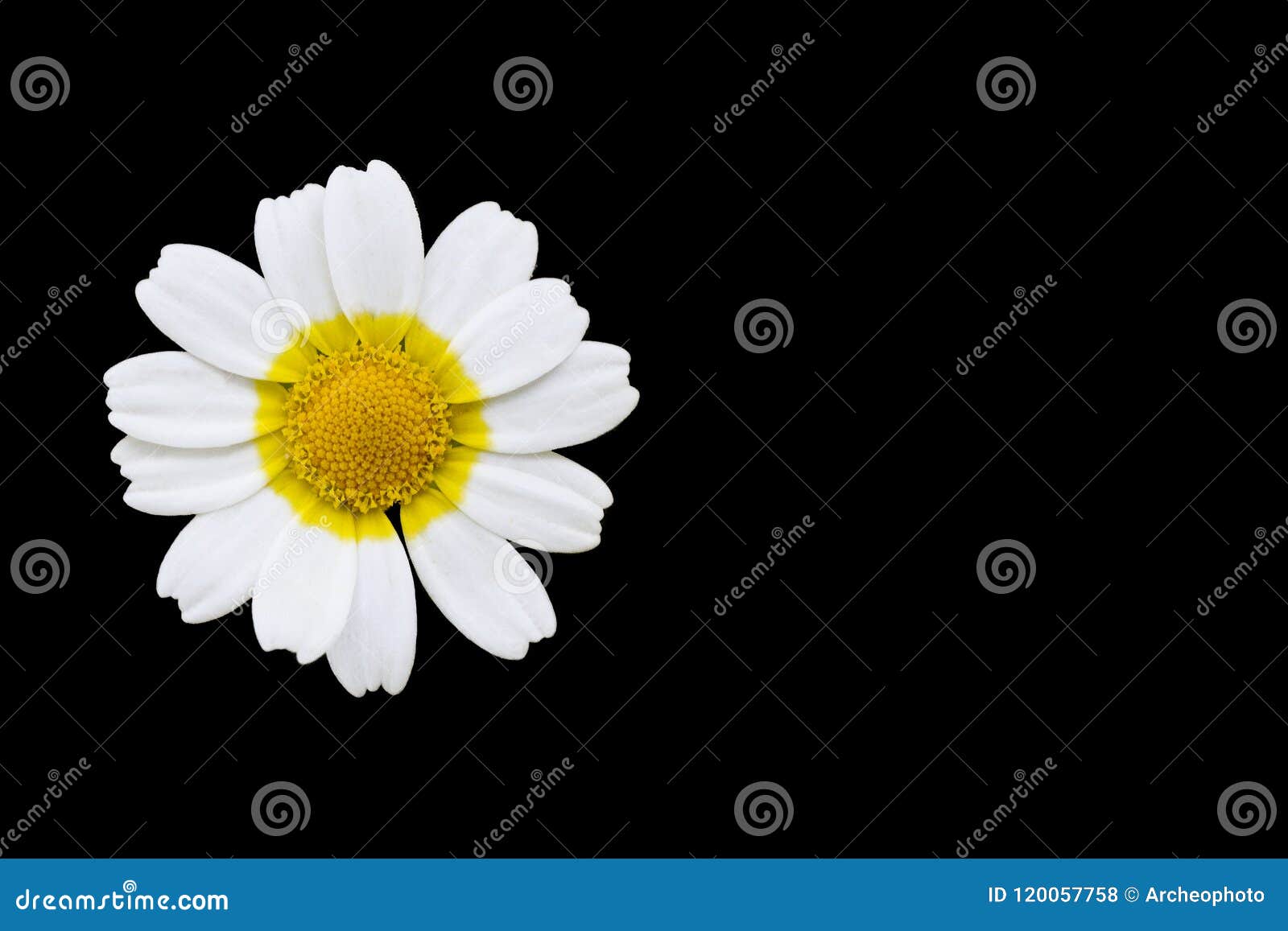 Daisy Flower on Black Background Stock Photo - Image of macro, object ...