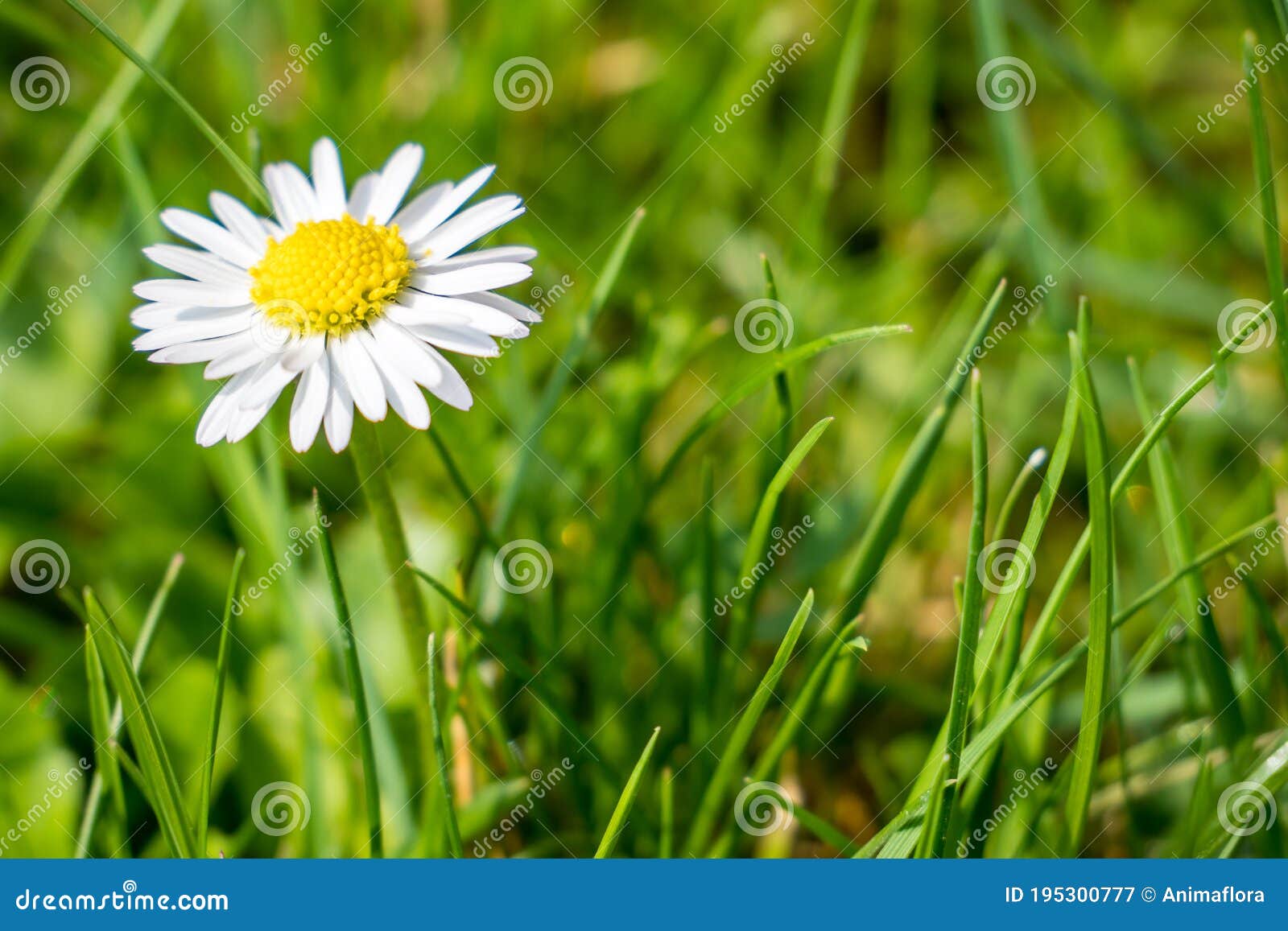 Daisy Flower Blooms in Spring Stock Image - Image of close, space ...