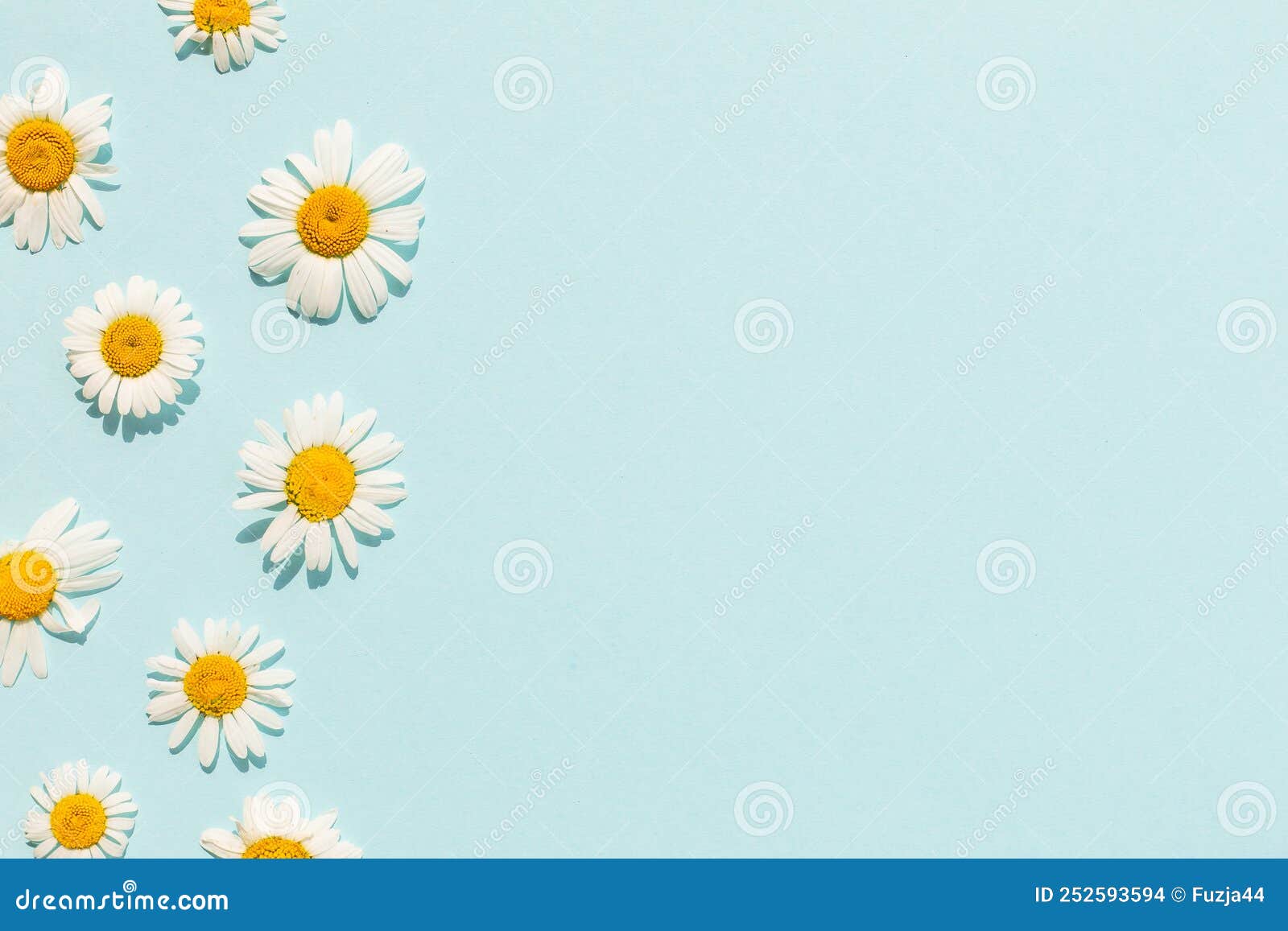 Daisy Flower on Blue Background Spring Composition Frame Stock Photo ...