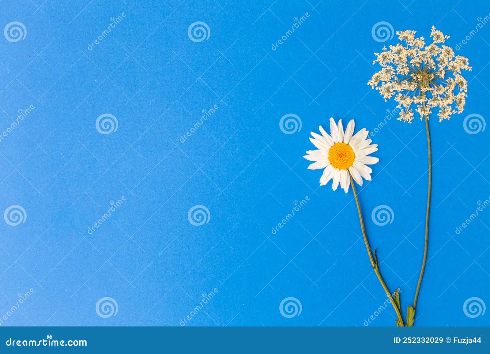 Daisy Flower on Blue Background Spring Composition Frame Stock Image ...