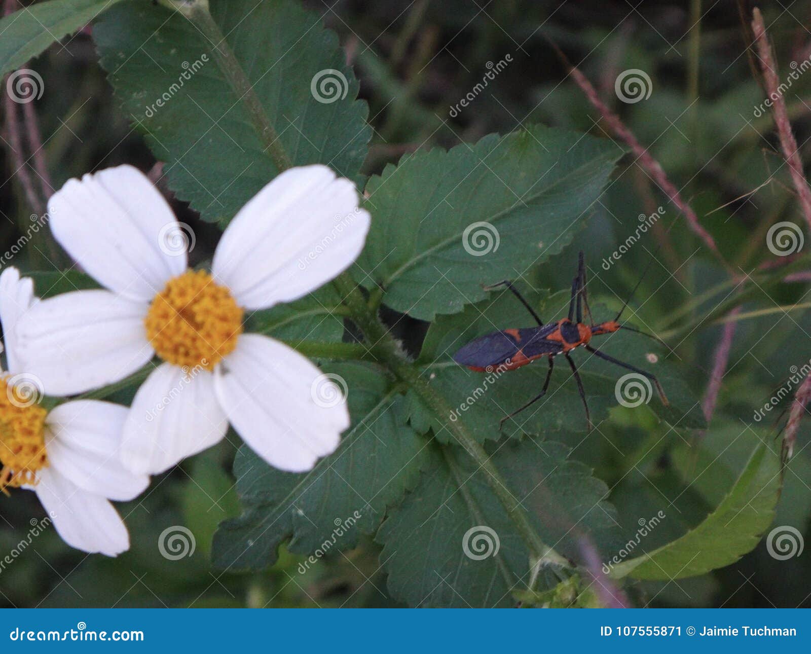 Milkweed assassin bug stock image. Image of daisy, milkweed - 107555871