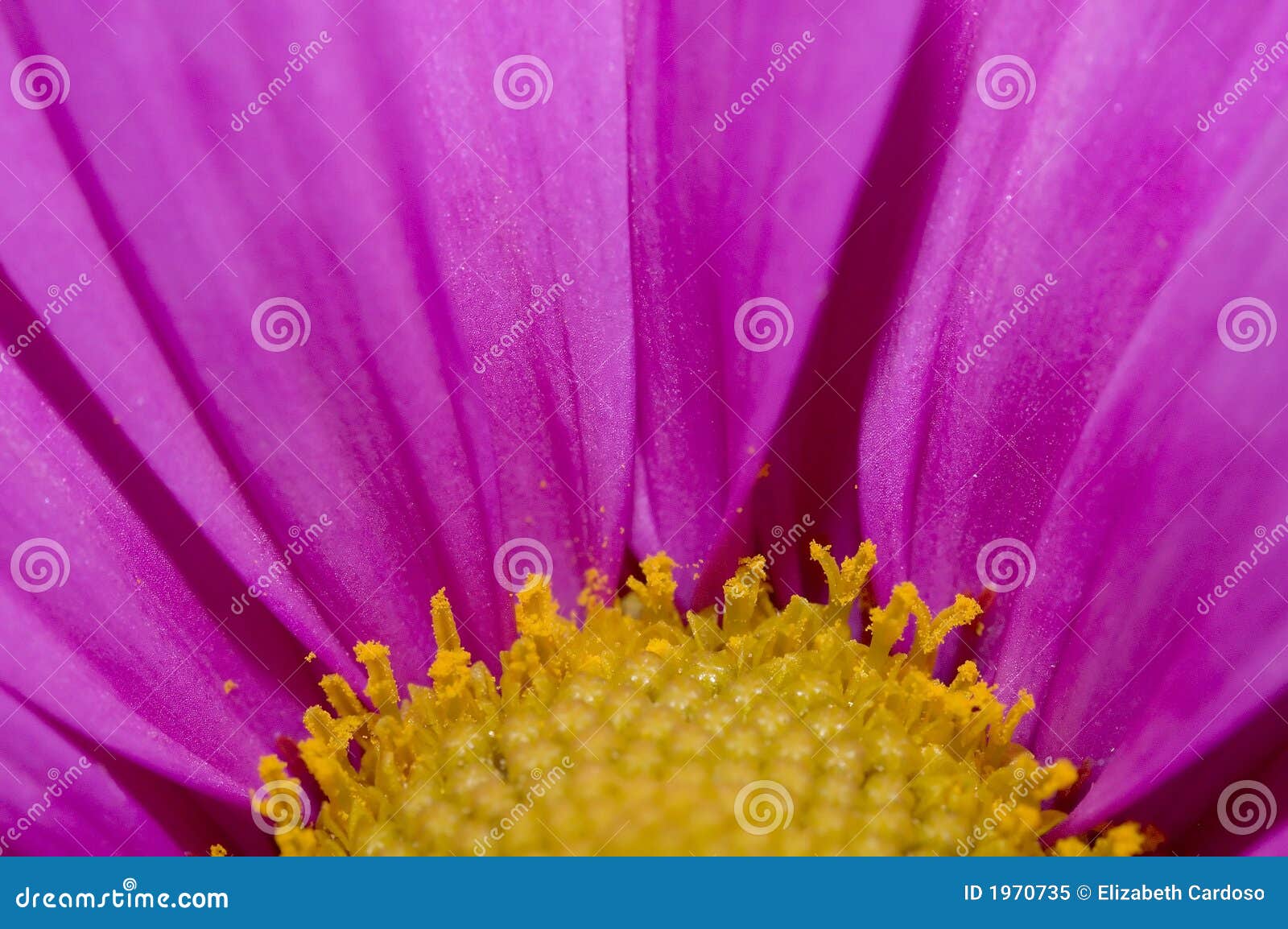 Daisy flower close-up stock image. Image of garden, petals - 1970735