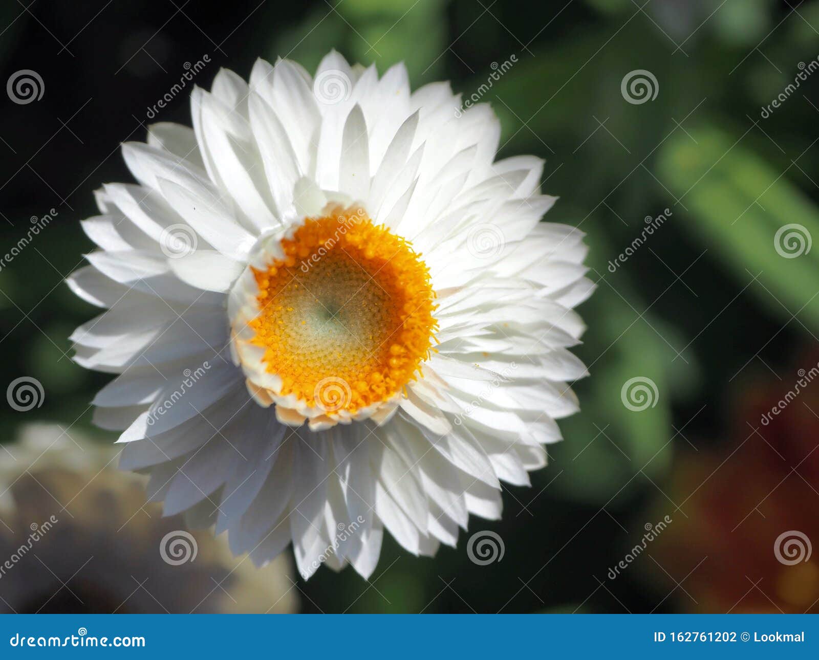 Daisy flower close-up stock photo. Image of garden, natural - 162761202