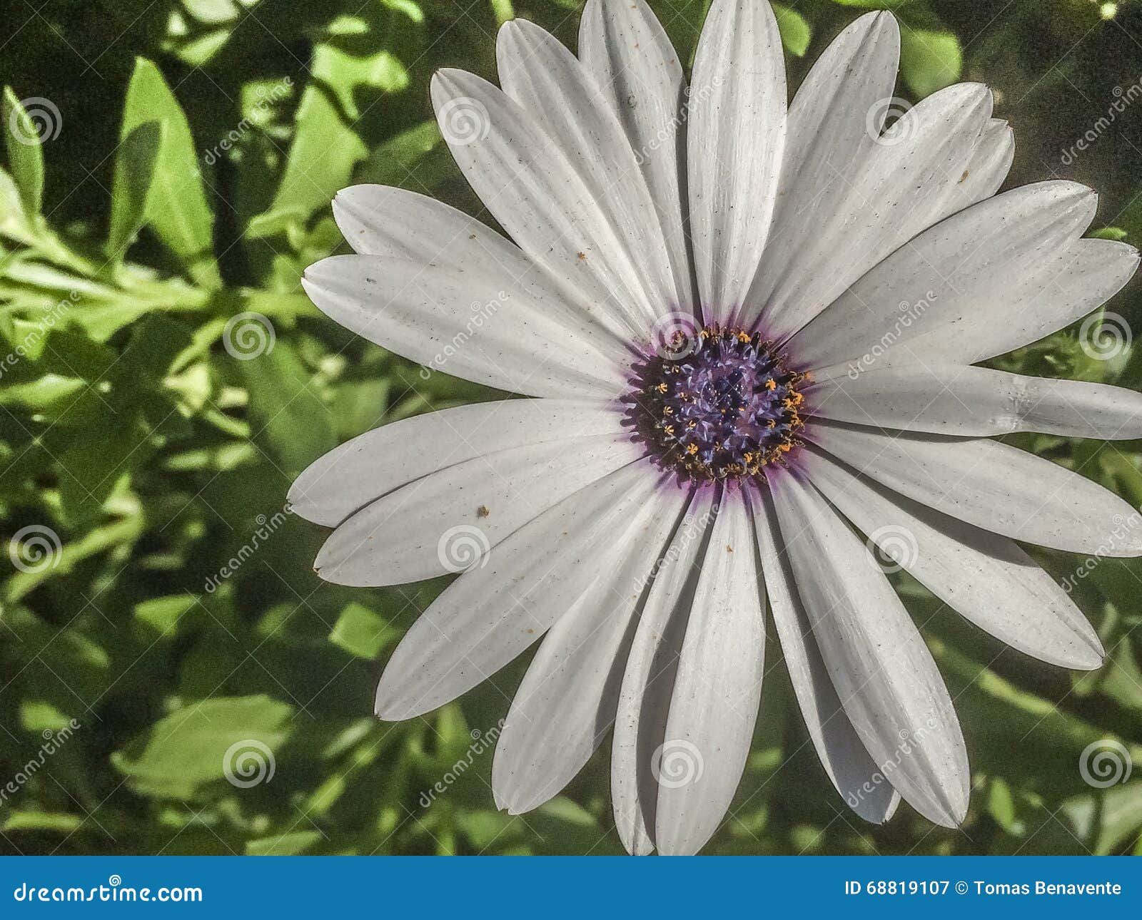 Daisy flower close up. stock image. Image of color, gardening - 68819107