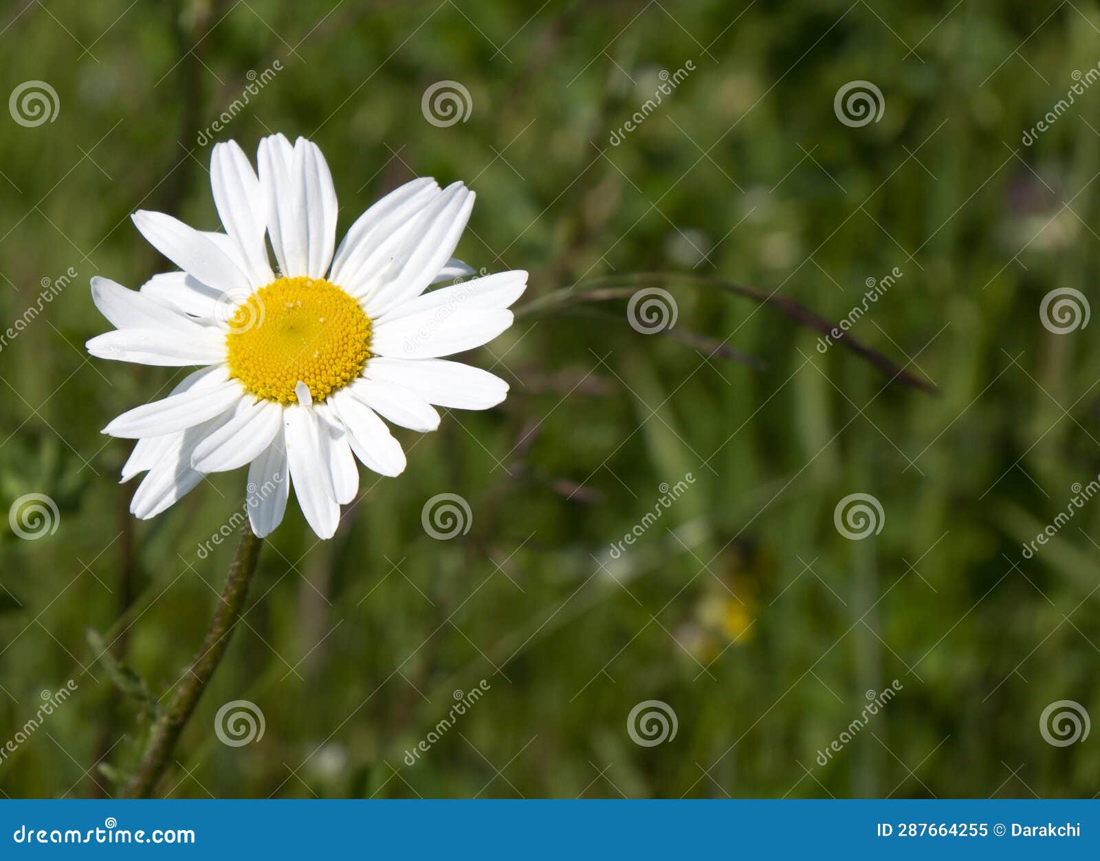 Daisy Flower, Daisies Close View Floral Background. Single Flower Stock ...