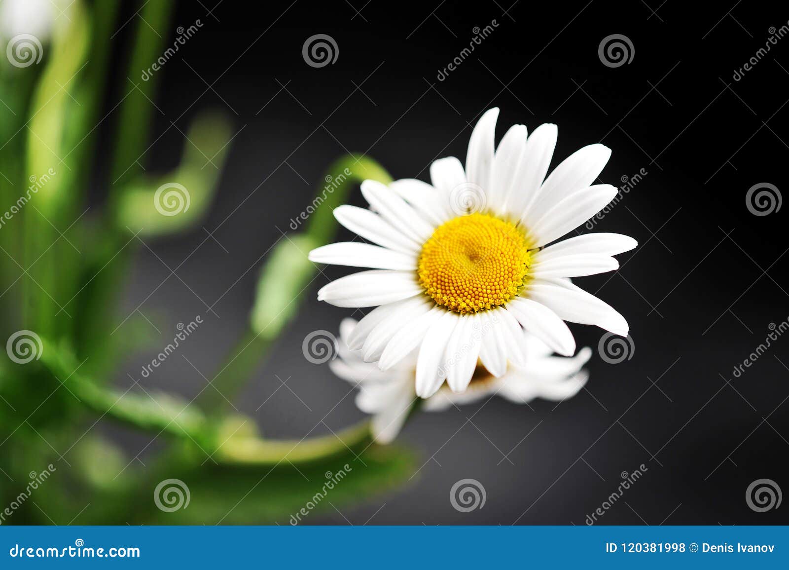 Daisy Flower on a Dark Background Stock Photo - Image of close, fresh ...