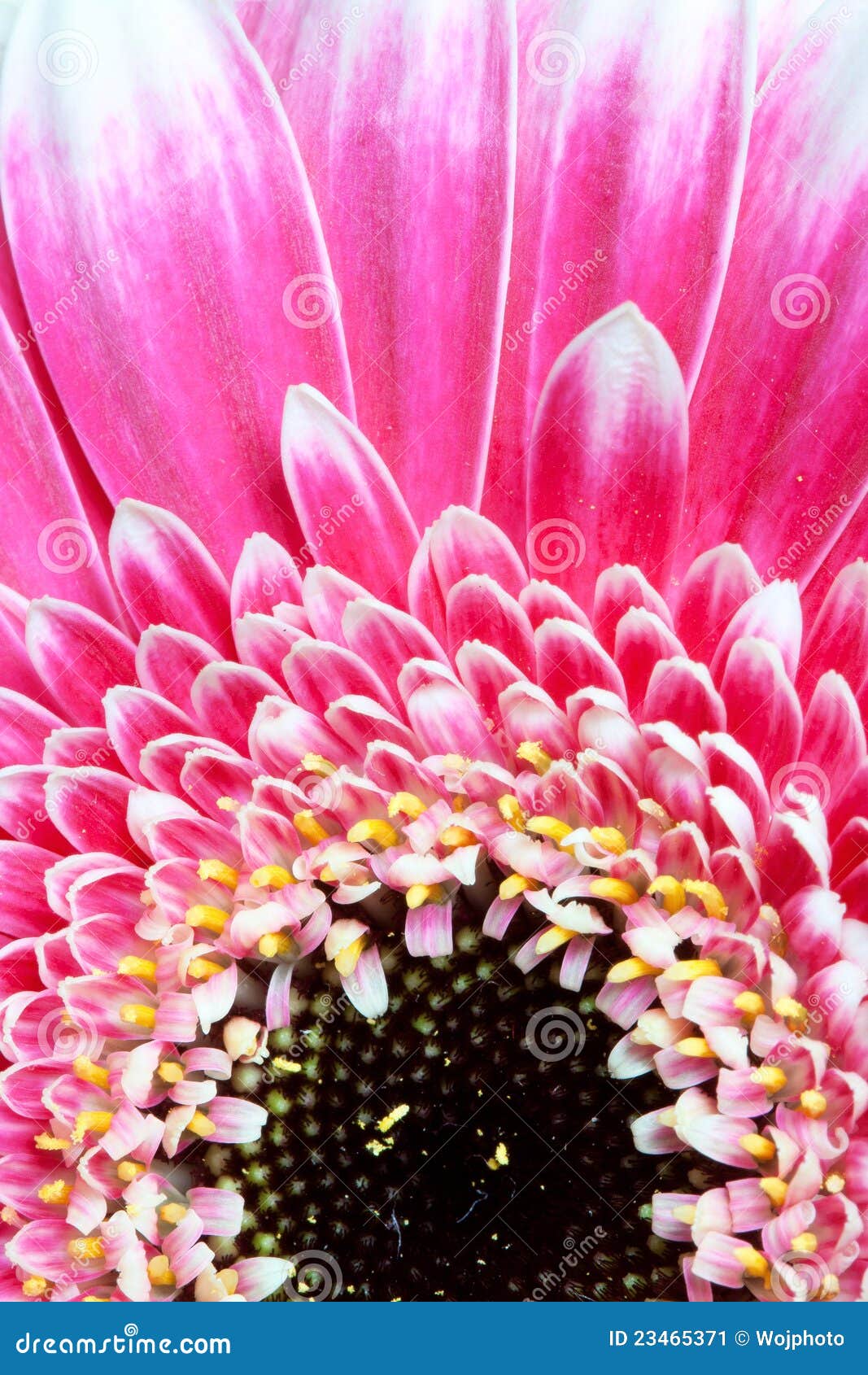 Daisy Flower Detail stock image. Image of color, pink - 23465371