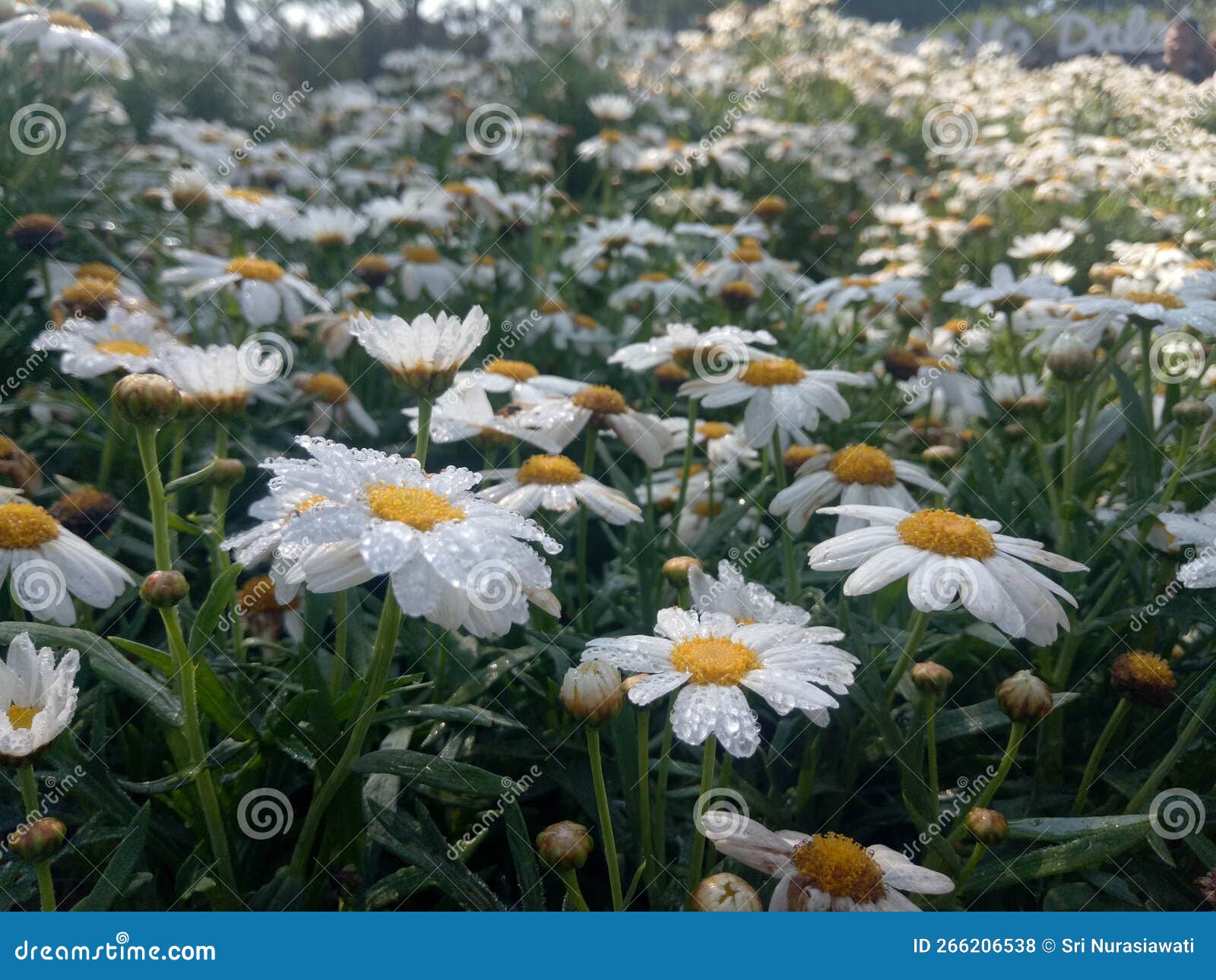 Daisy Flower with Dew Drop after Rain Stock Photo - Image of drop ...