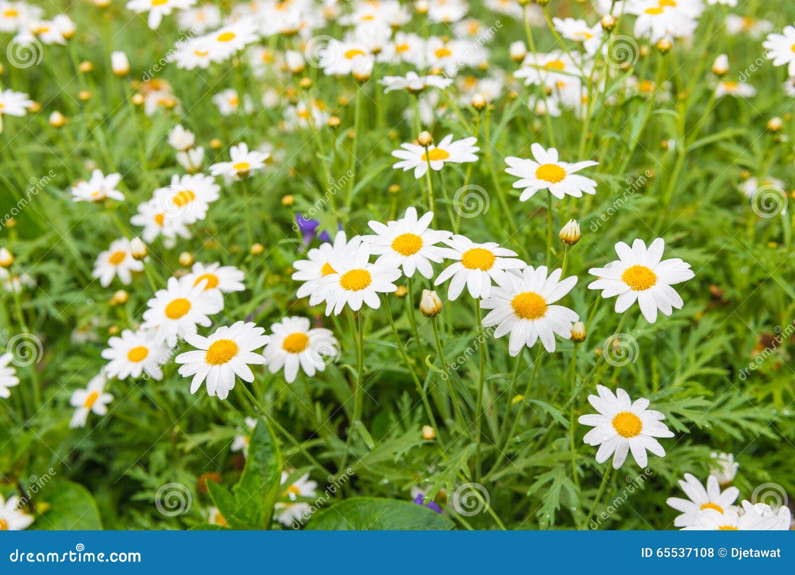 Daisy Flower Feild in Garden Stock Photo - Image of spring, field: 65537108