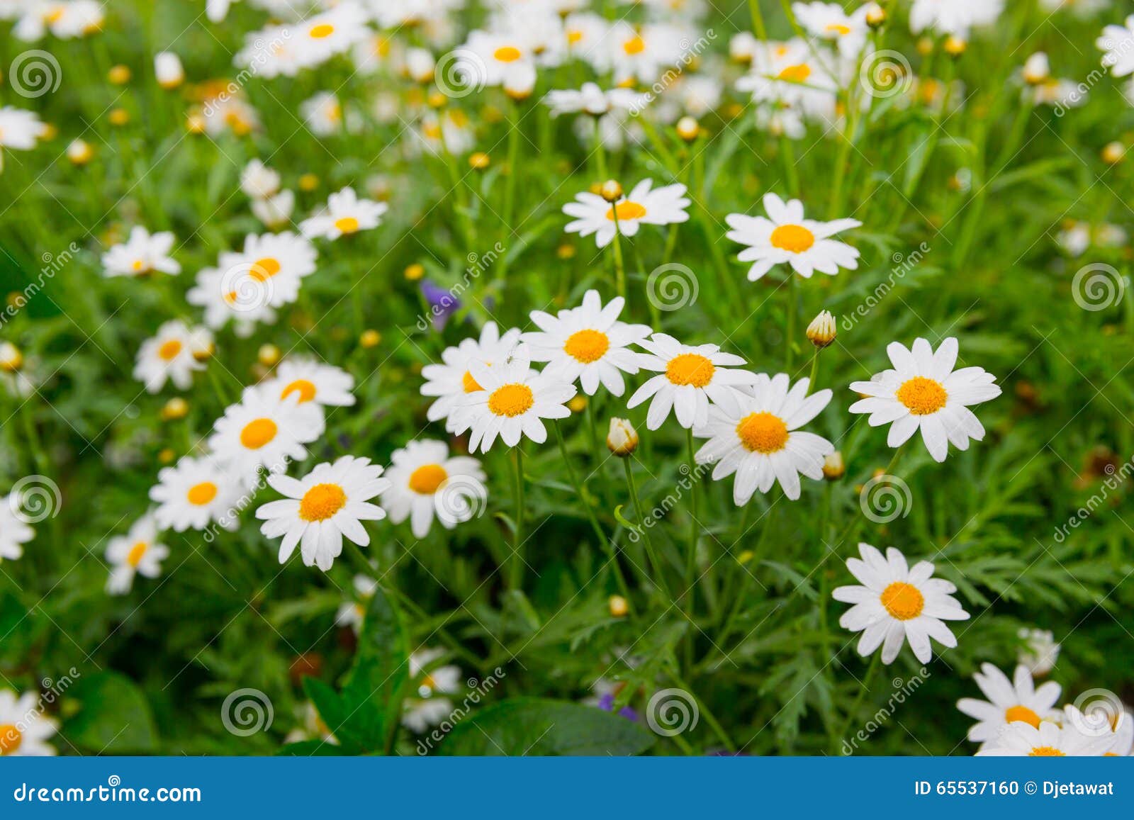 Daisy Flower Feild in Garden Stock Photo - Image of floral, grass: 65537160