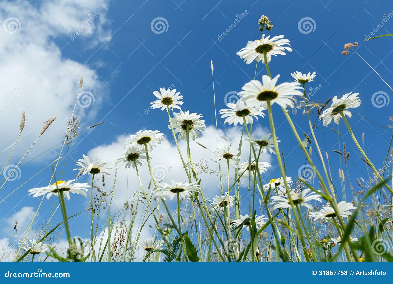 Daisy flower field stock photo. Image of closeup, garden - 31867768