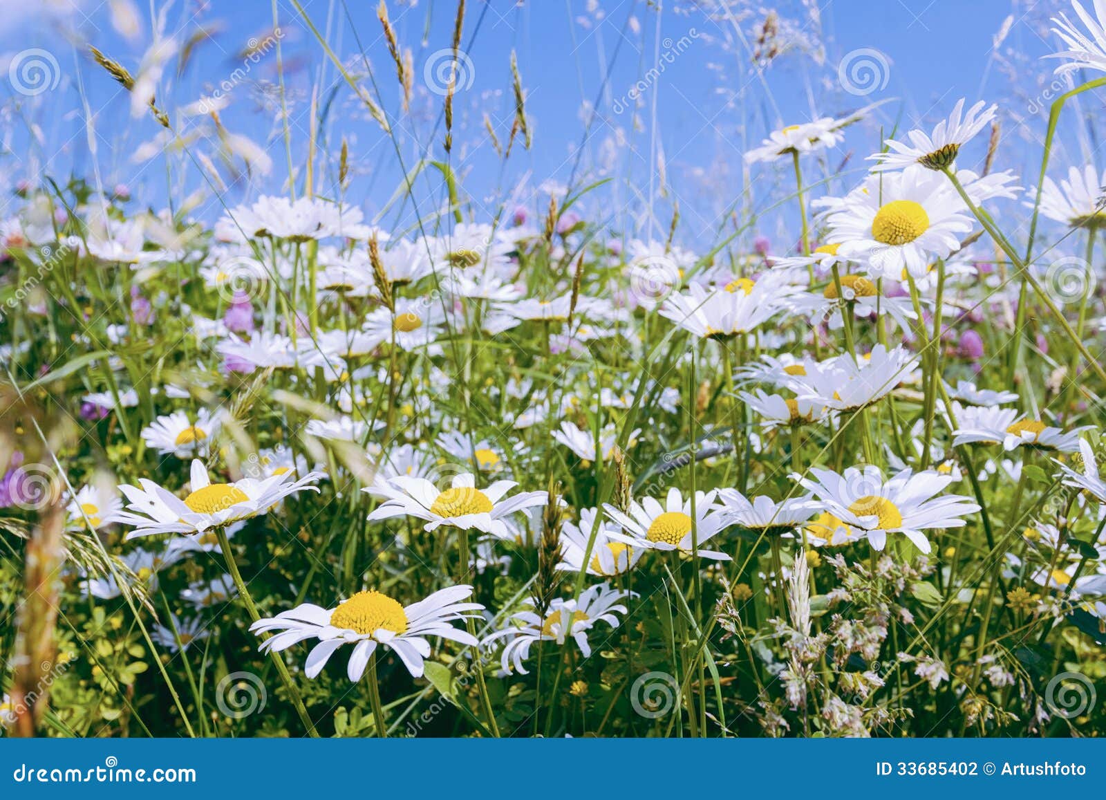 Daisy flower field stock photo. Image of blur, grass - 33685402