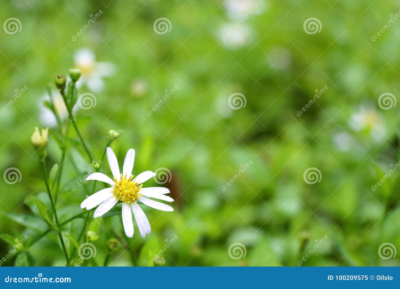 Daisy flower field stock image. Image of blue, flower - 100209575