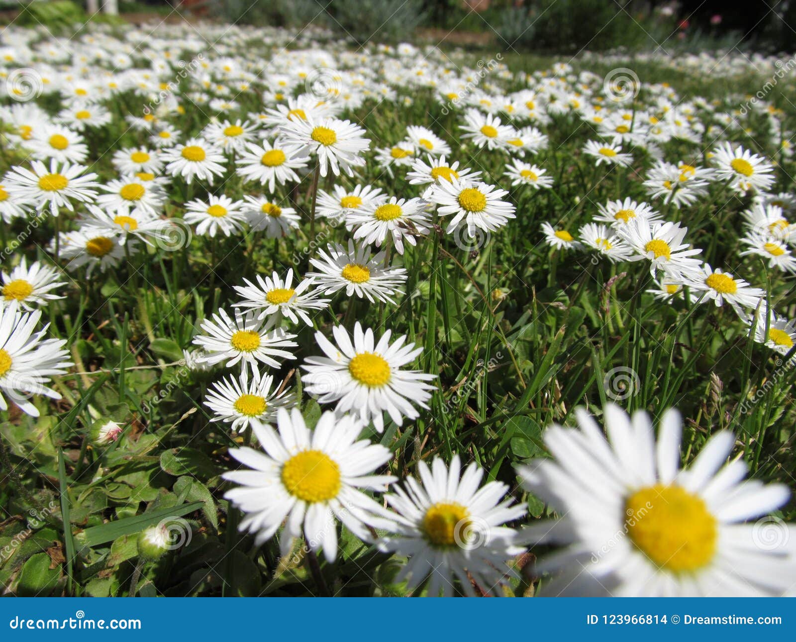Spring flower in the field stock photo. Image of daisy - 123966814