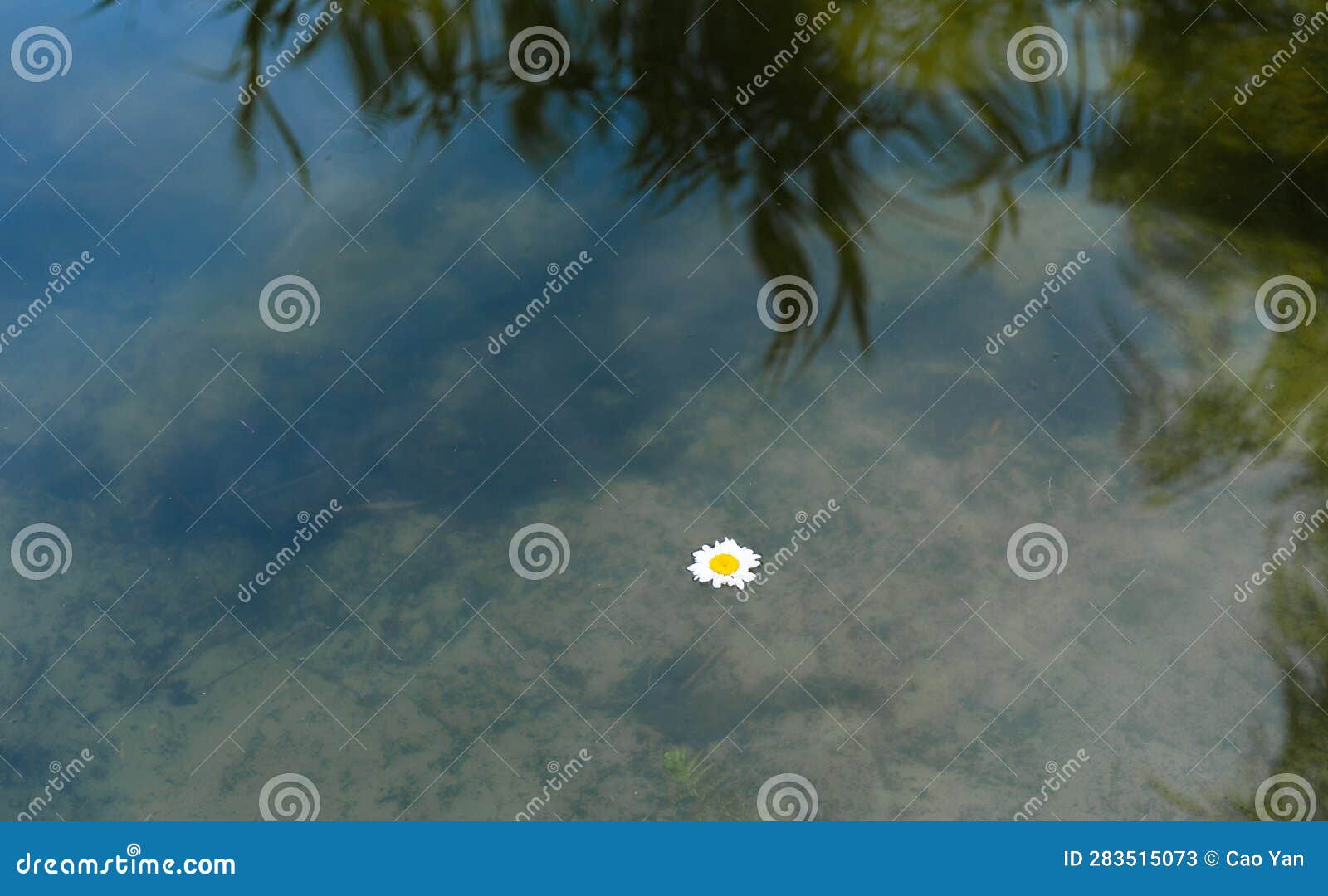 A Daisy Flower Floating on the Water in the Pool and Fish Swimming in ...