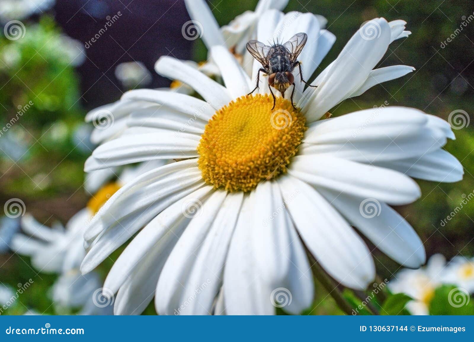 Daisy Flower Fly stock photo. Image of closeup, asteraceae - 130637144