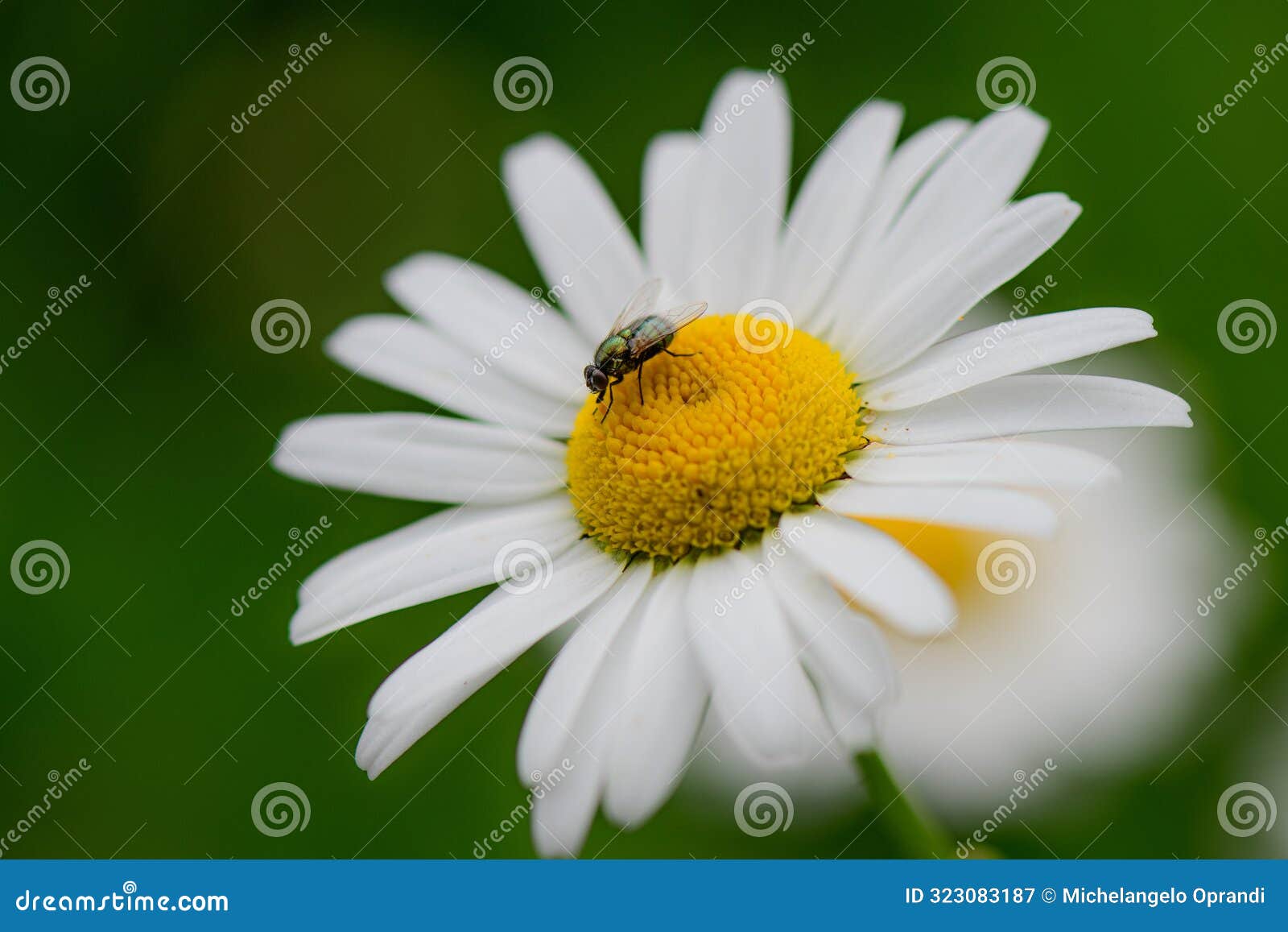 A daisy flower with a fly stock image. Image of pollen - 323083187