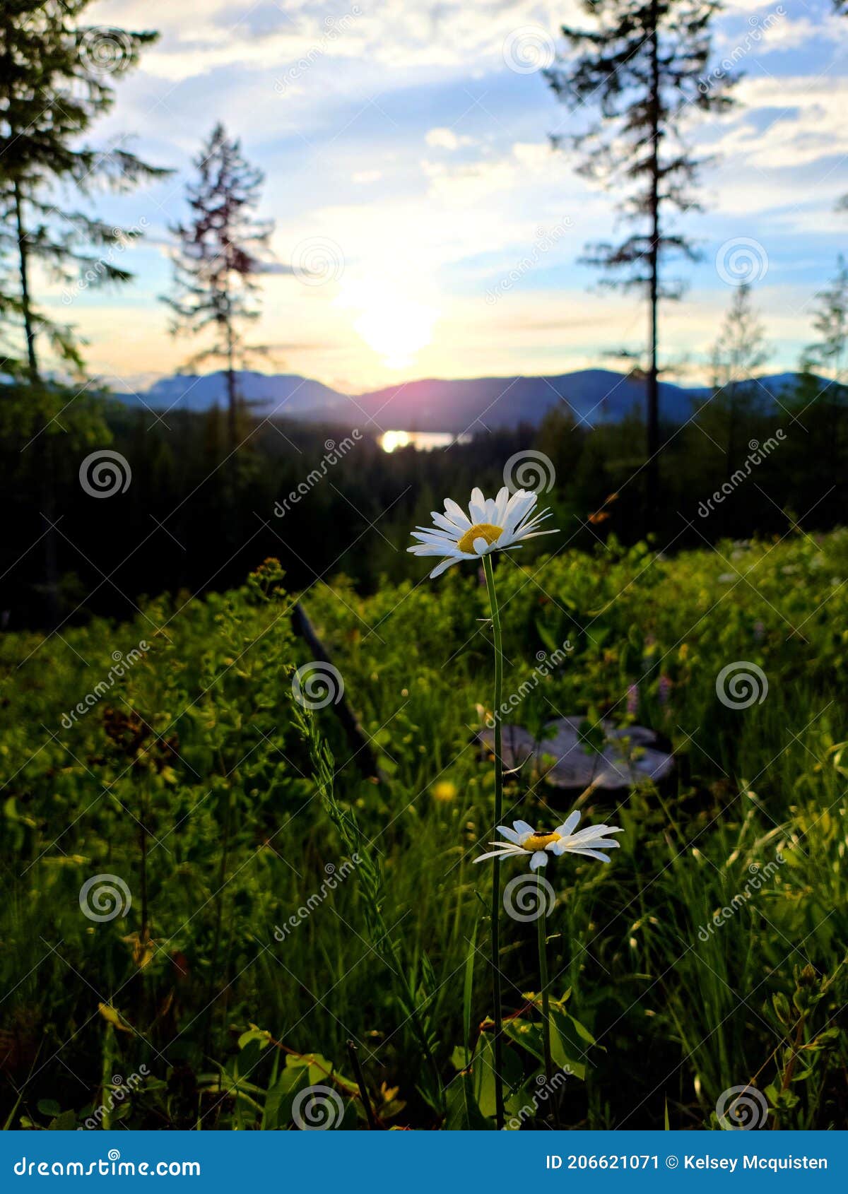 Daisy Flower in the Forest with Blue Sky in the Background Stock Image ...