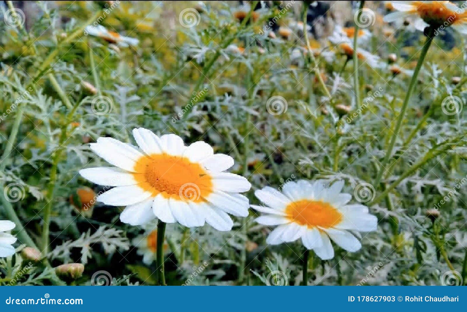 Daisy Flower in a Garden Rare Image Stock Image - Image of rareflower ...