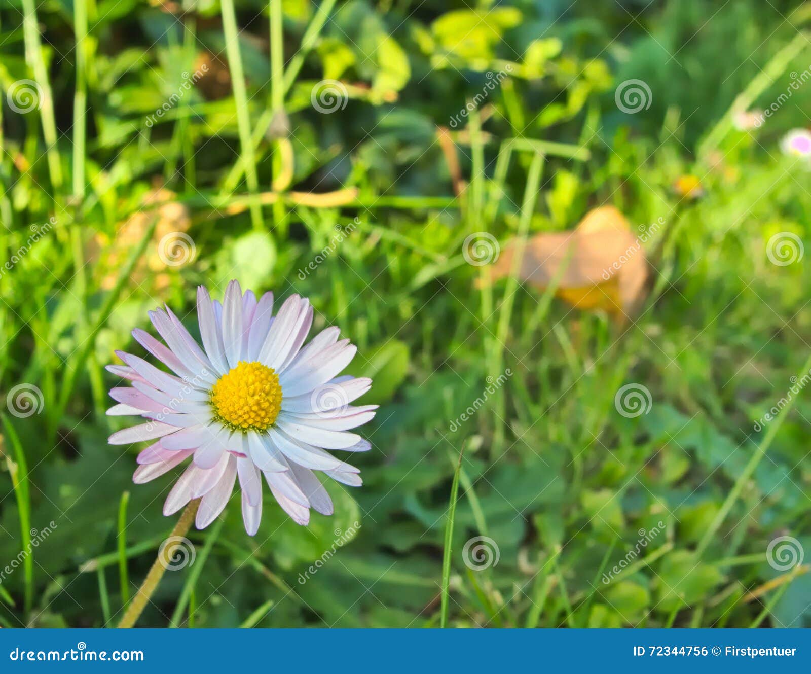 Daisy Flower at Green Grass Soft Background Stock Photo - Image of ...