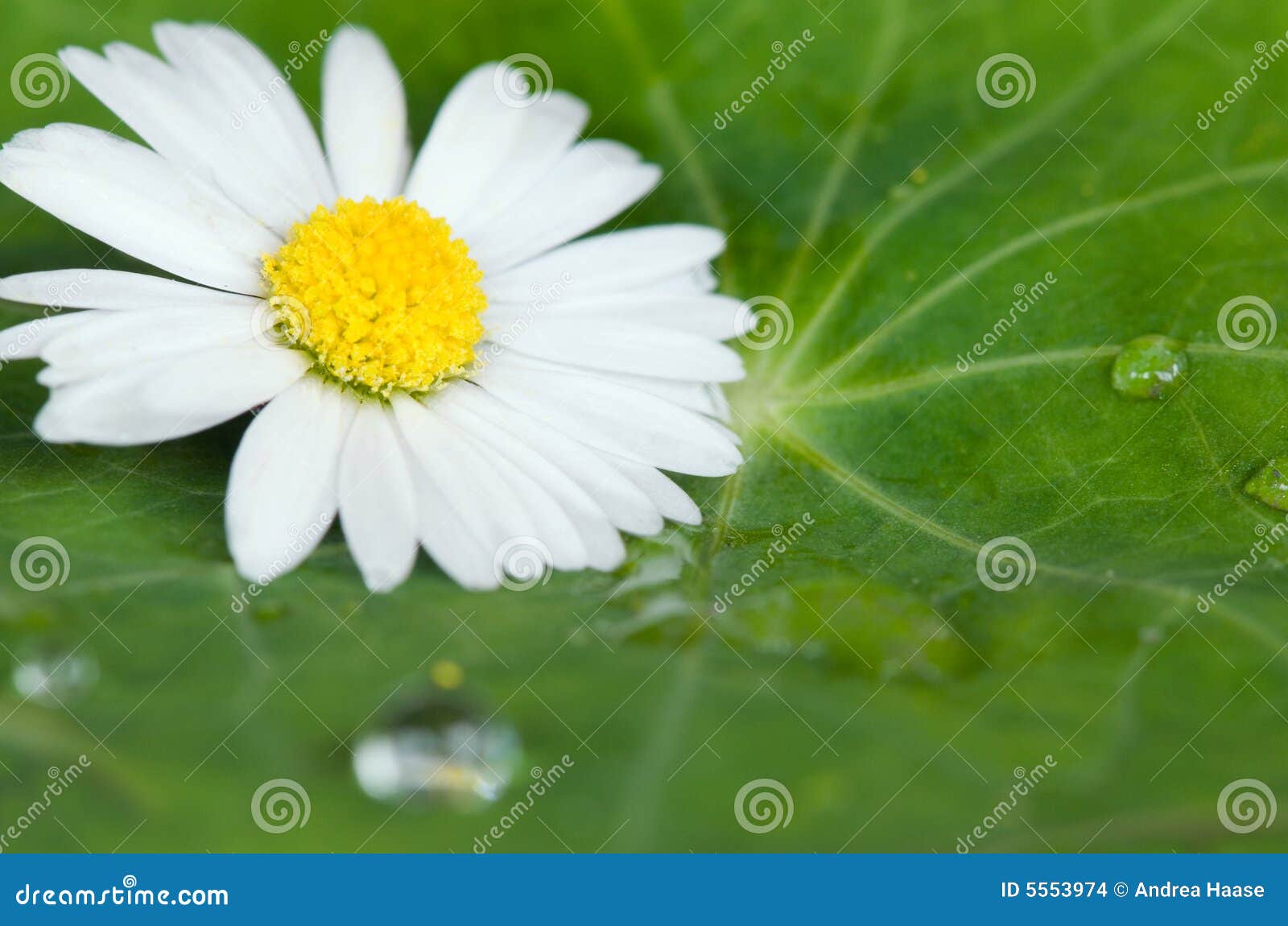 Daisy flower on green leaf stock photo. Image of daisy - 5553974