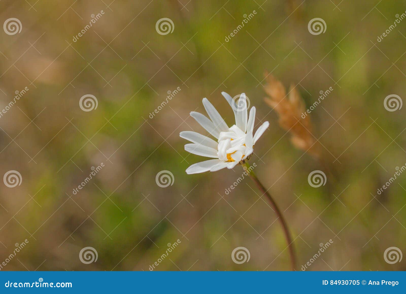 Daisy flower growing up stock image. Image of flower - 84930705