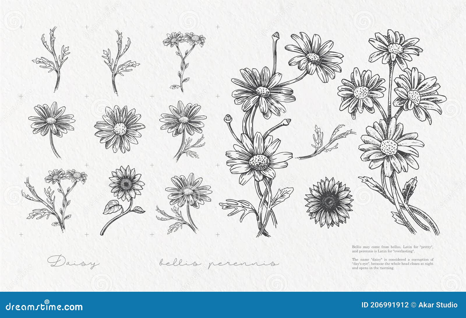 Realistic Detailed Daisy Flower Hand Drawn Vintage Illustration ...