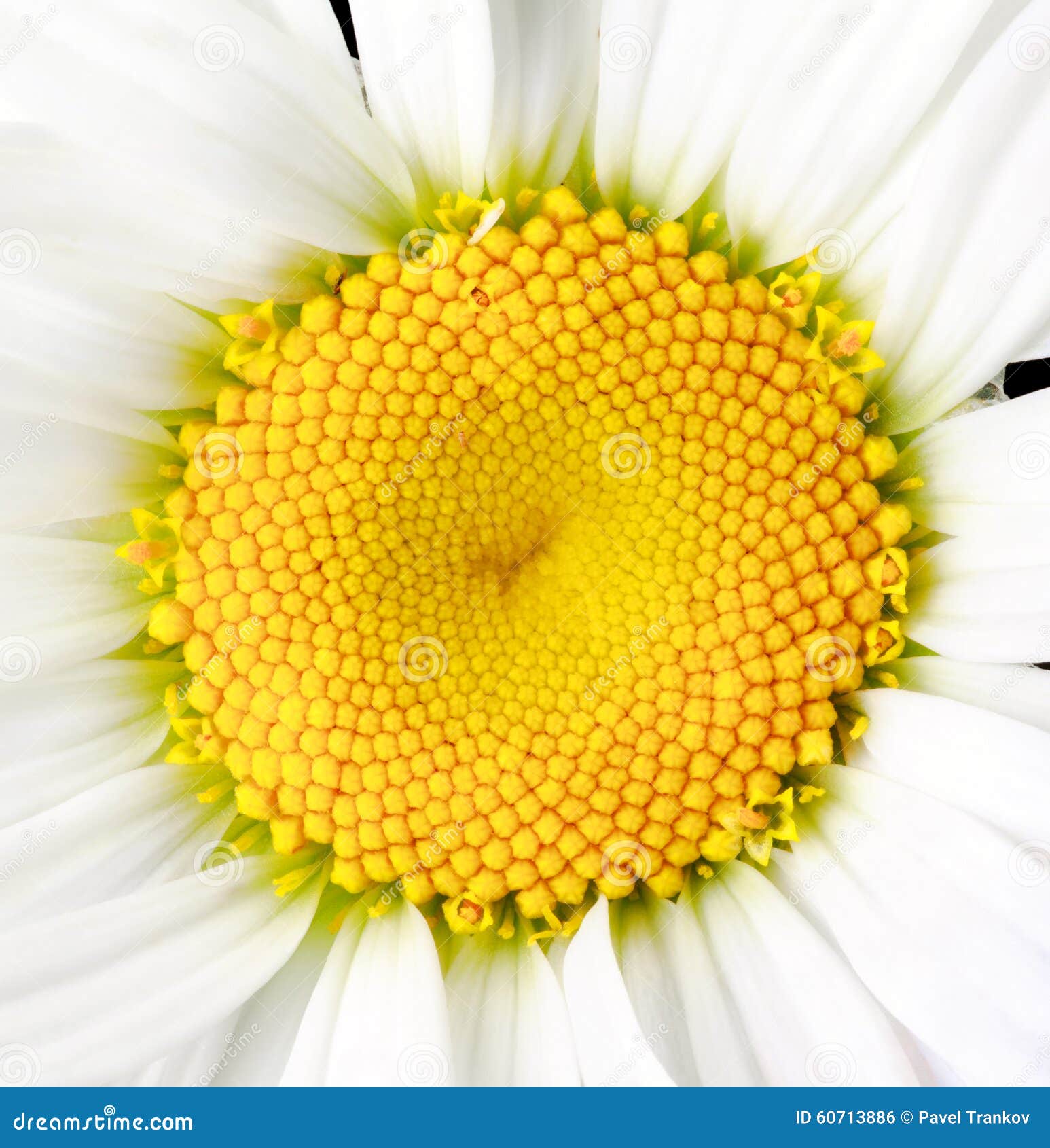 Daisy flower head stock photo. Image of black, asteraceae - 60713886