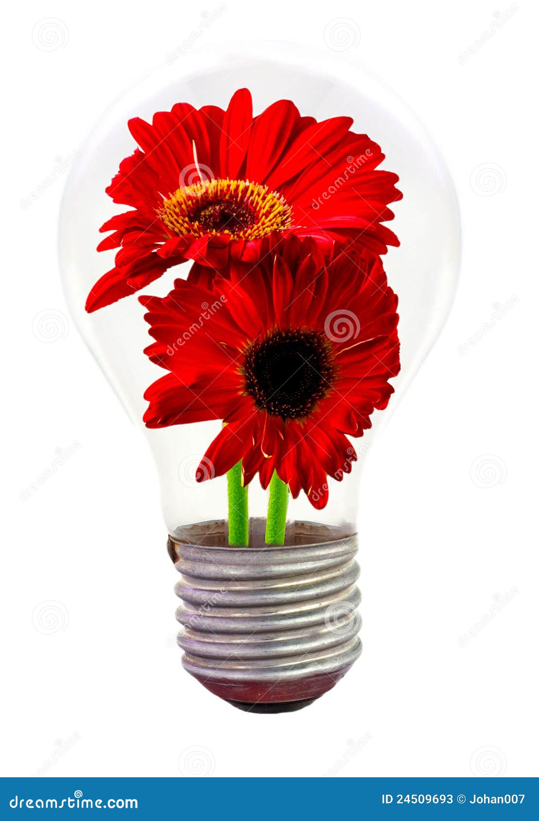 Daisy Flower Inside the Light Bulb Stock Image - Image of bulb, flower ...