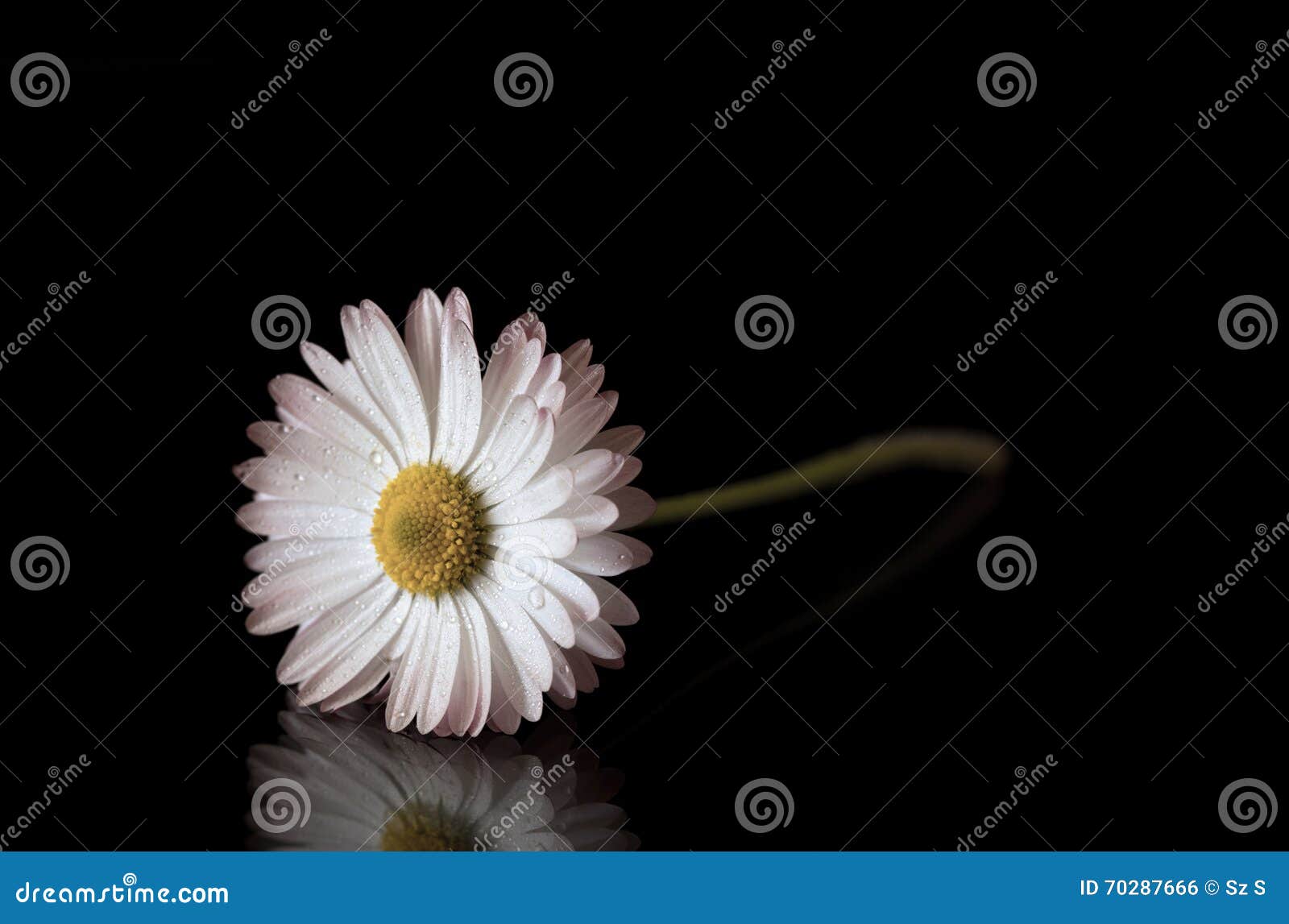 Daisy Flower Isolated on a Black Stock Photo - Image of pollen ...
