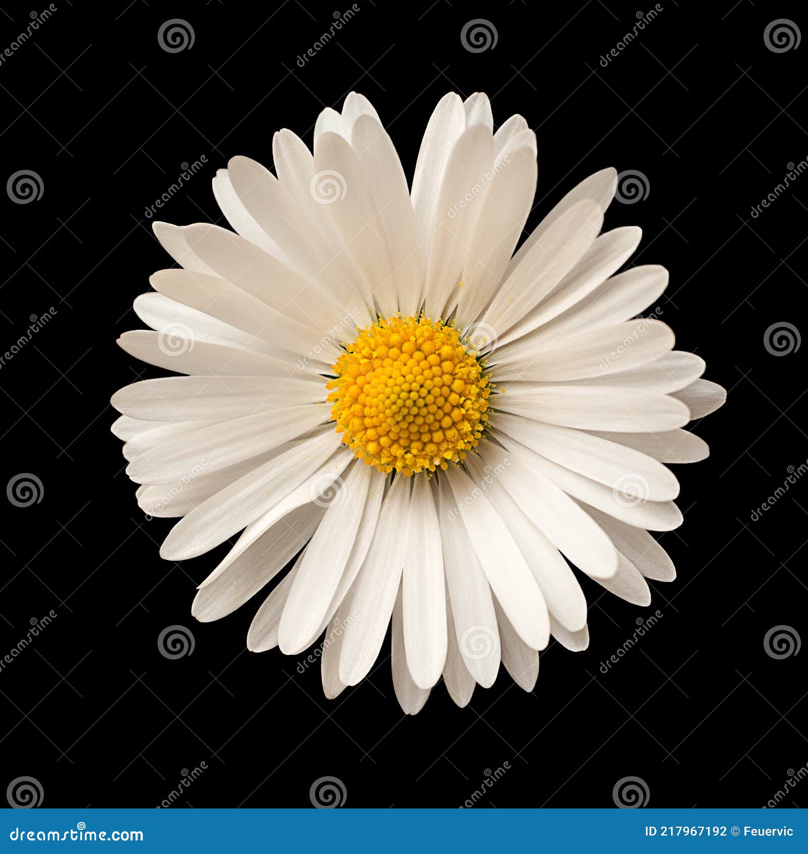 Daisy Flower Isolated with Clipping Path. Stock Photo - Image of ...