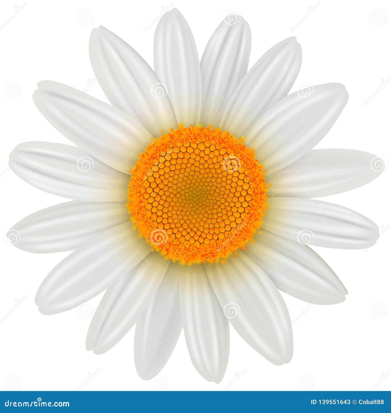 Daisy flower isolated stock vector. Illustration of bloom - 139551643