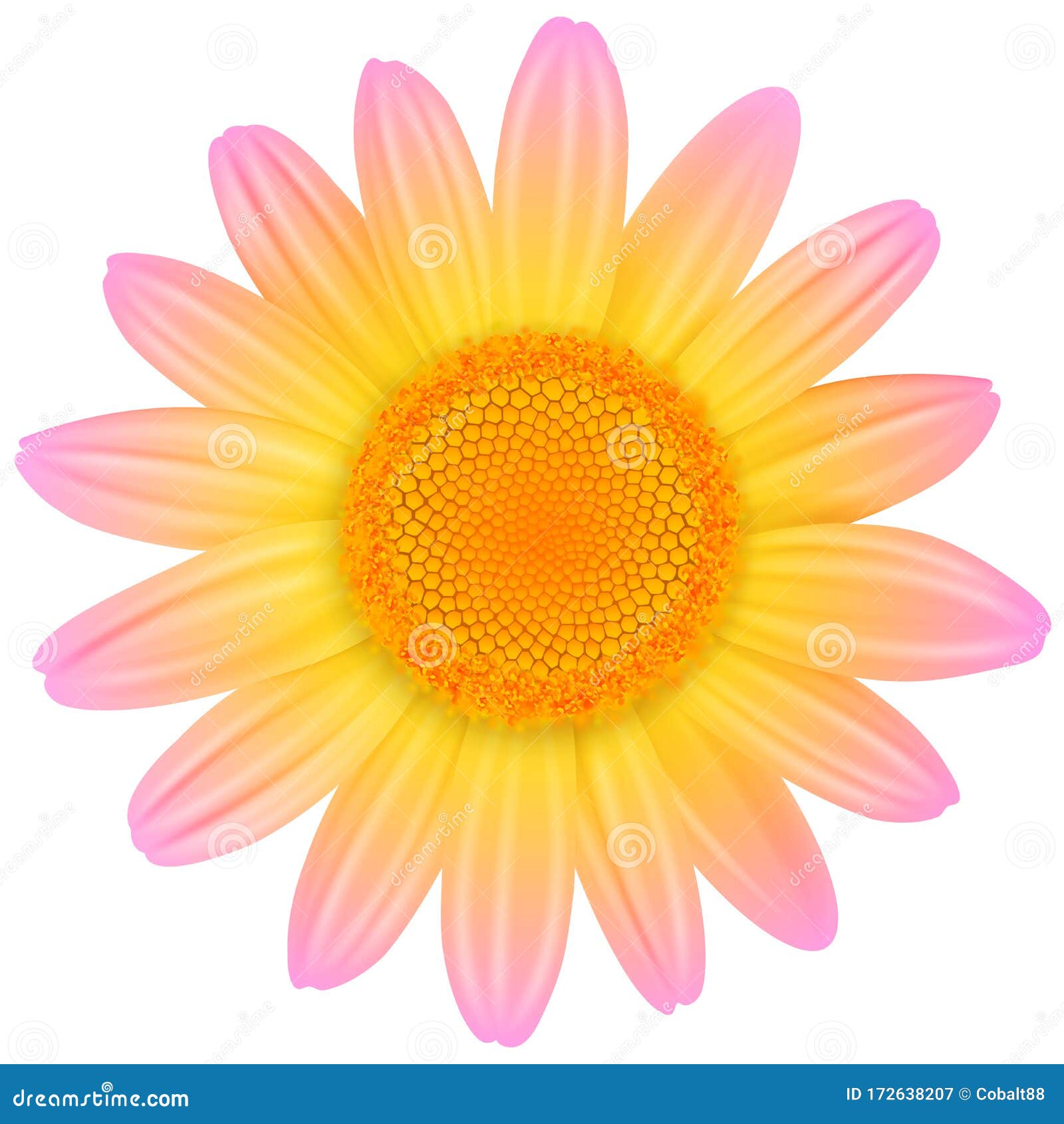 Daisy flower isolated stock vector. Illustration of symbol - 172638207