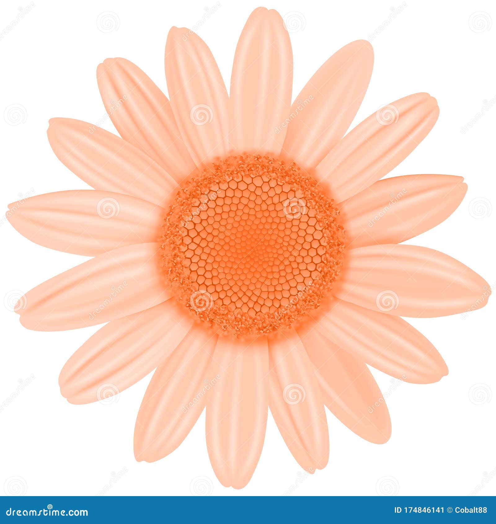 Daisy flower isolated stock vector. Illustration of orange - 174846141
