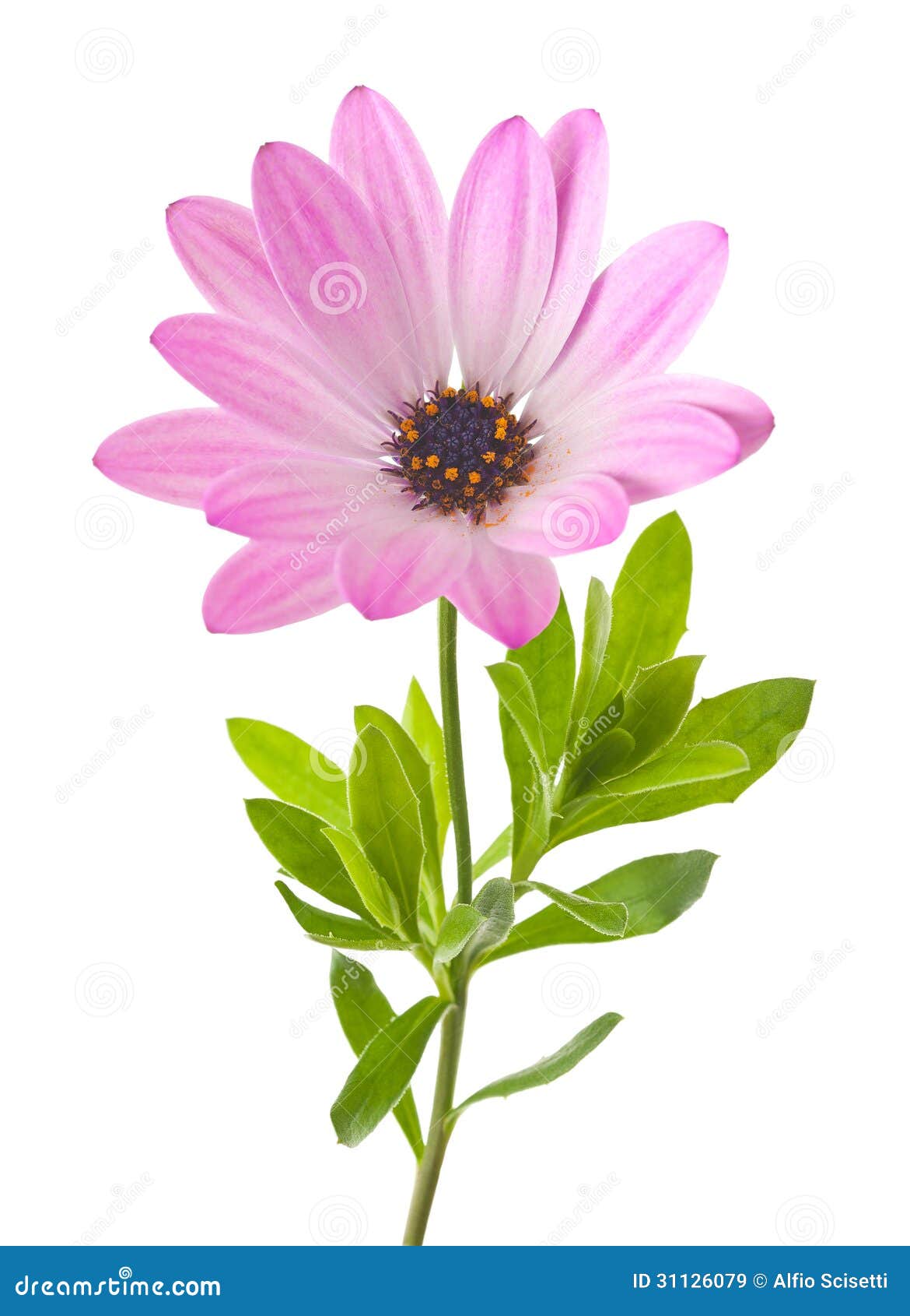 Daisy stock image. Image of nature, lilly, botanic, background - 31126079