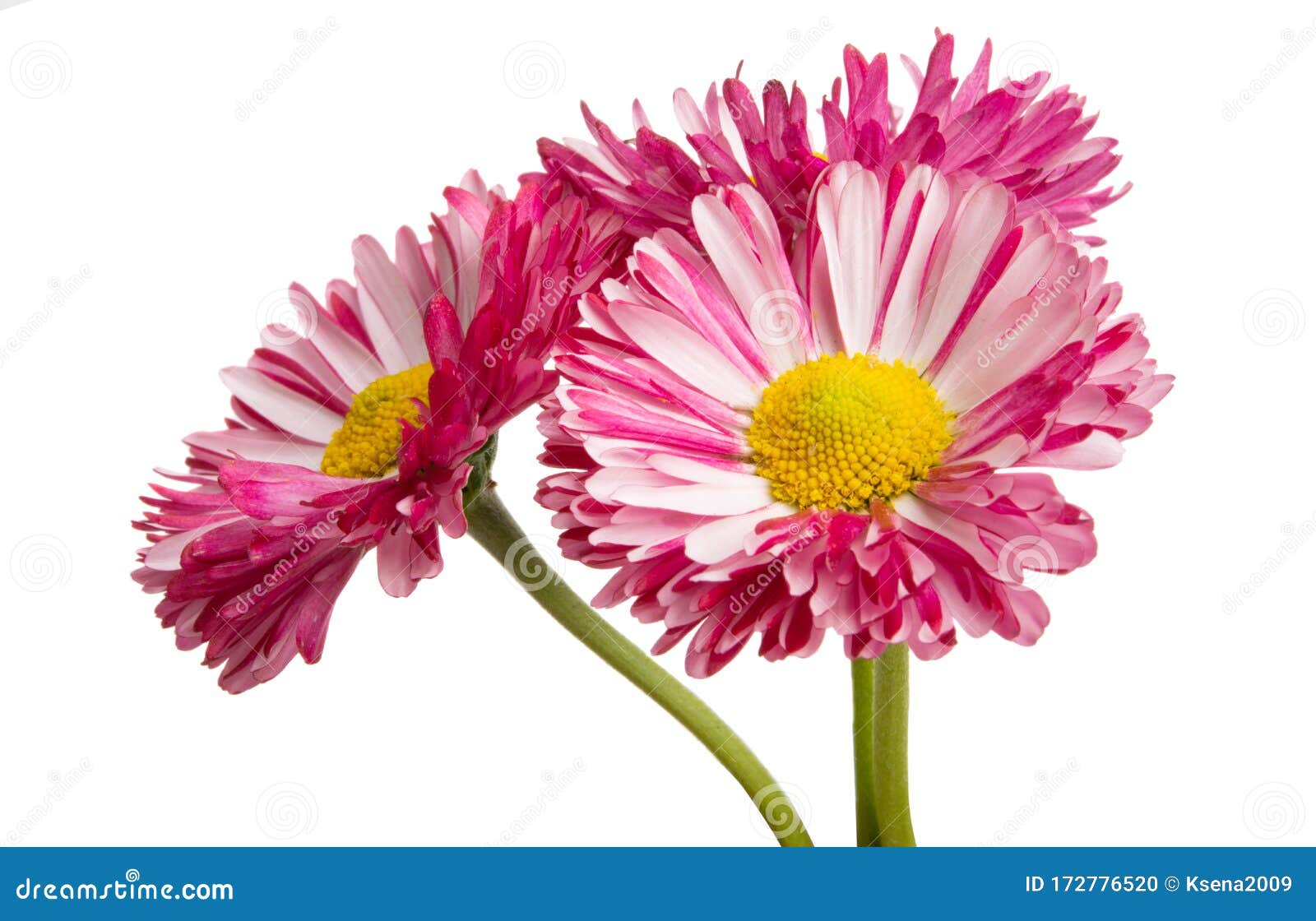 Daisy flower isolated stock photo. Image of natural - 172776520