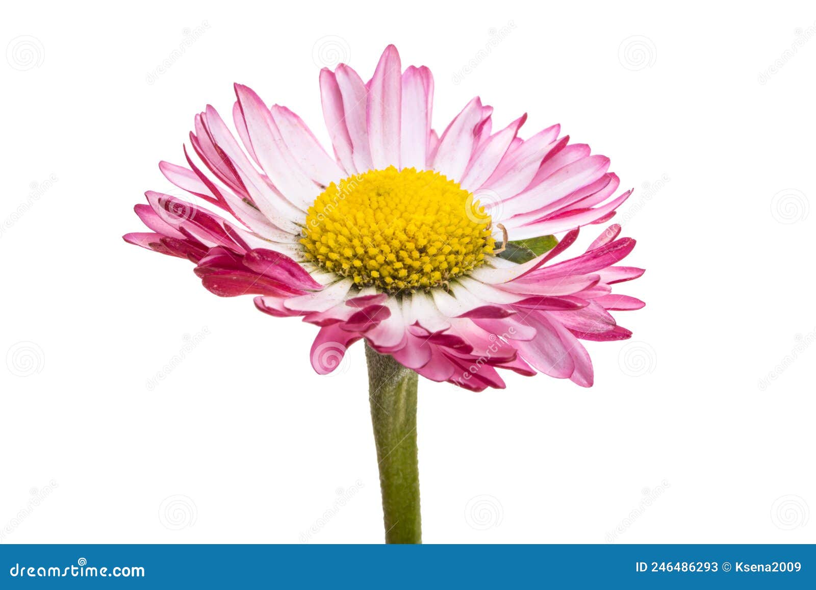 Daisy flower isolated stock image. Image of flower, daisy - 246486293