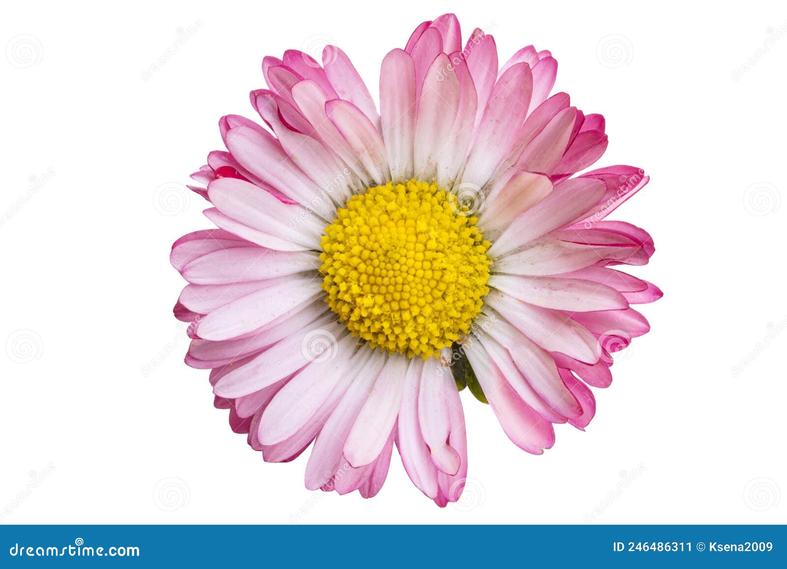 Daisy flower isolated stock image. Image of blossom - 246486311