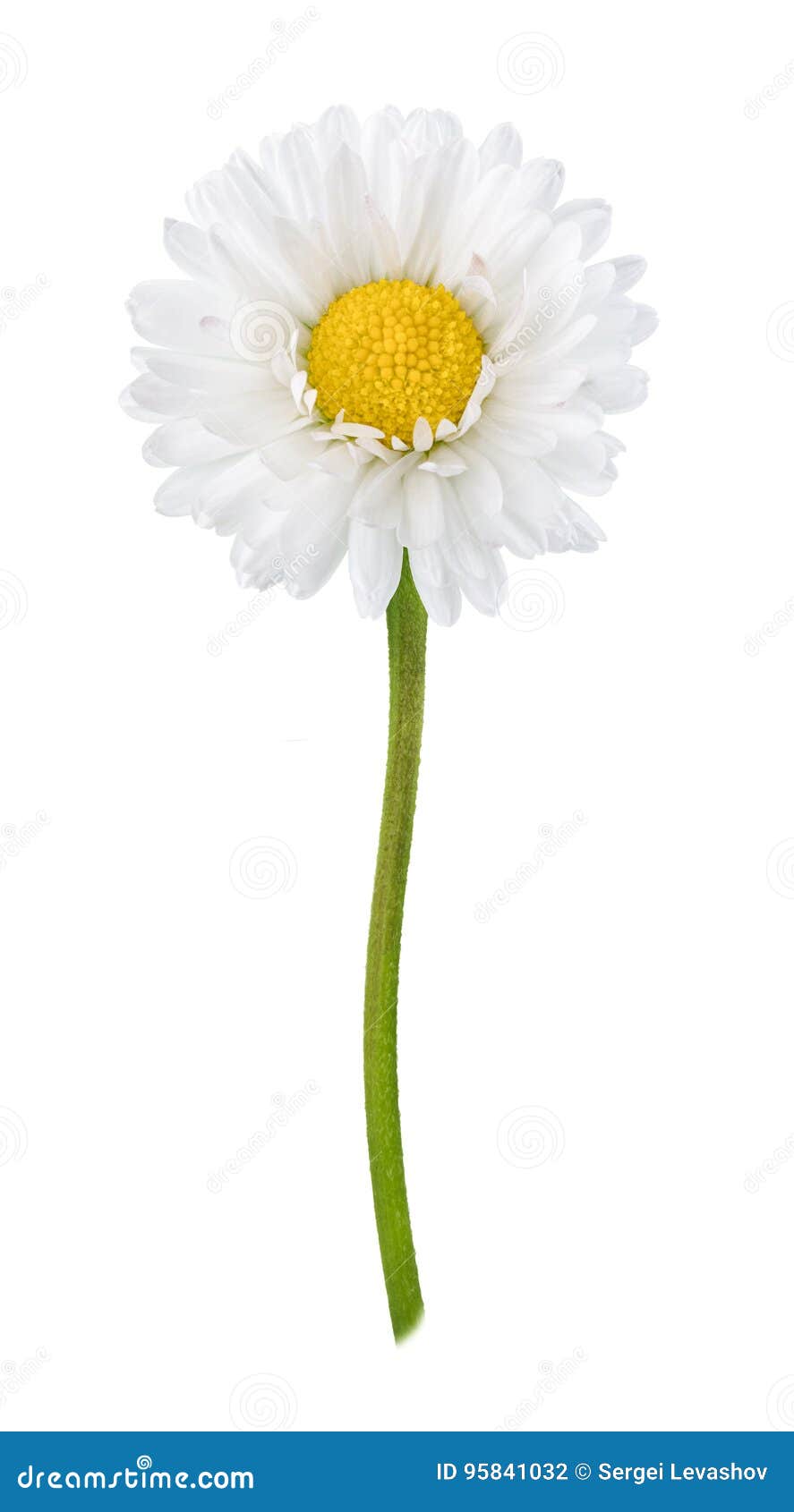 Daisy Flower Isolated on a White Stock Photo - Image of colour ...