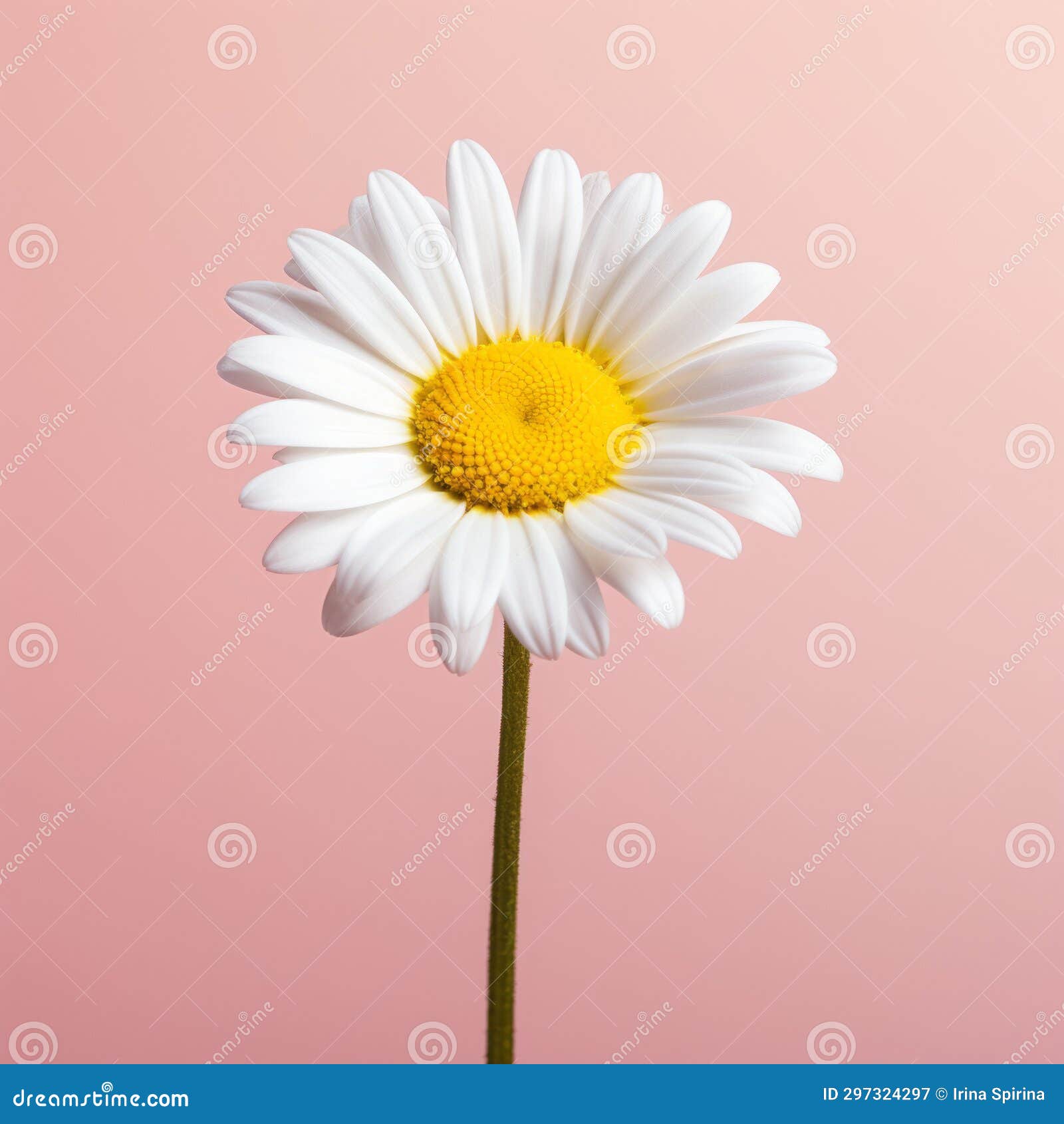 A Daisy Flower with a Large Pattern on a Light Background. Stock ...