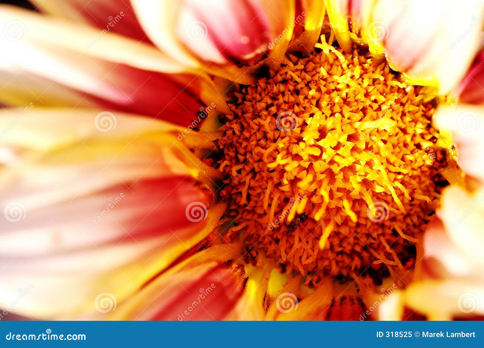 Daisy Flower Macro stock image. Image of nature, open, magnified - 318525