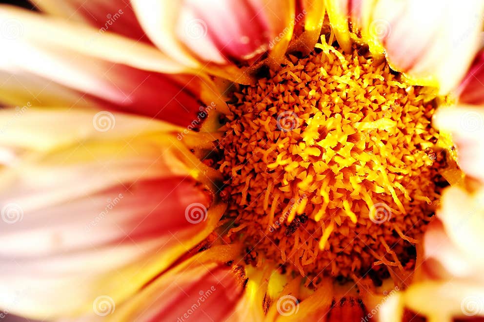 Daisy Flower Macro stock image. Image of nature, open, magnified - 318525