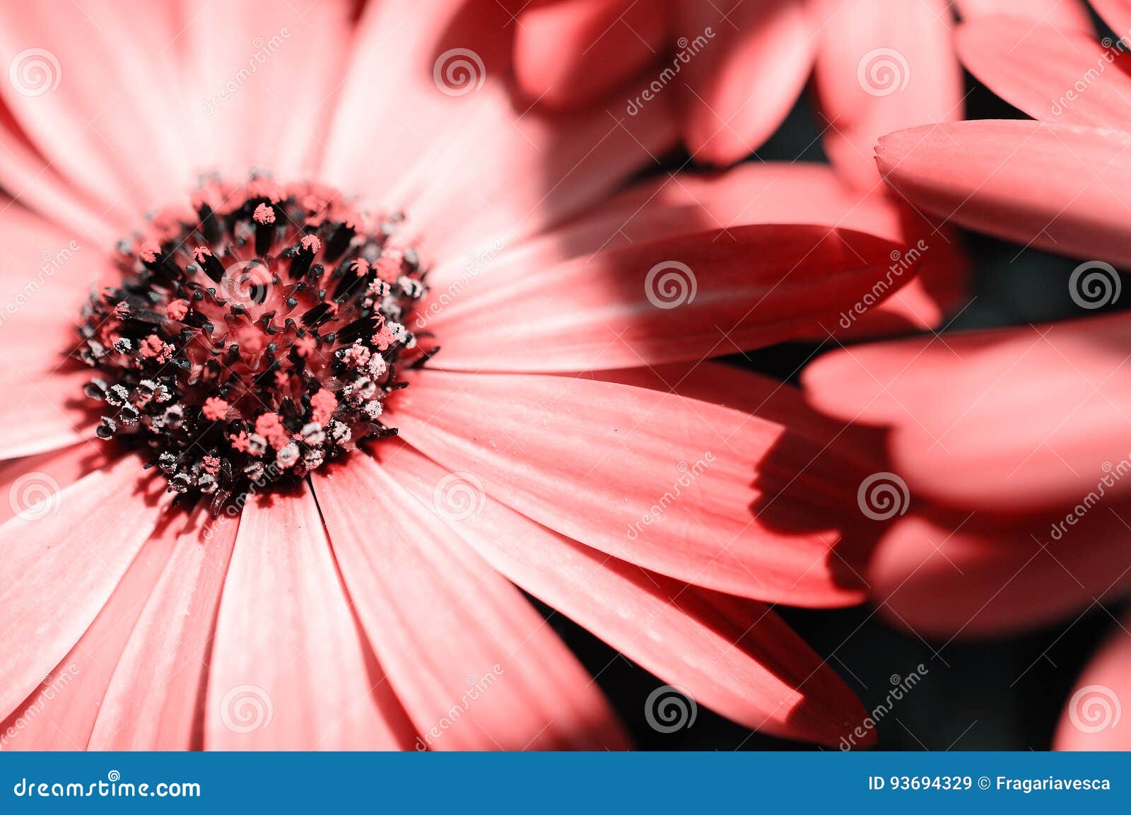 Daisy flower macro stock image. Image of detail, floral - 93694329